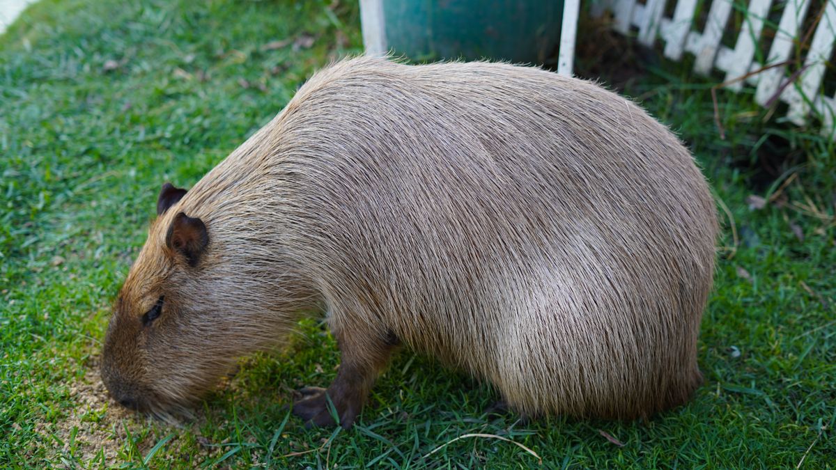 4k Desktop Wallpaper Capybara Cartoon Photos, Download The BEST Free 4k ...