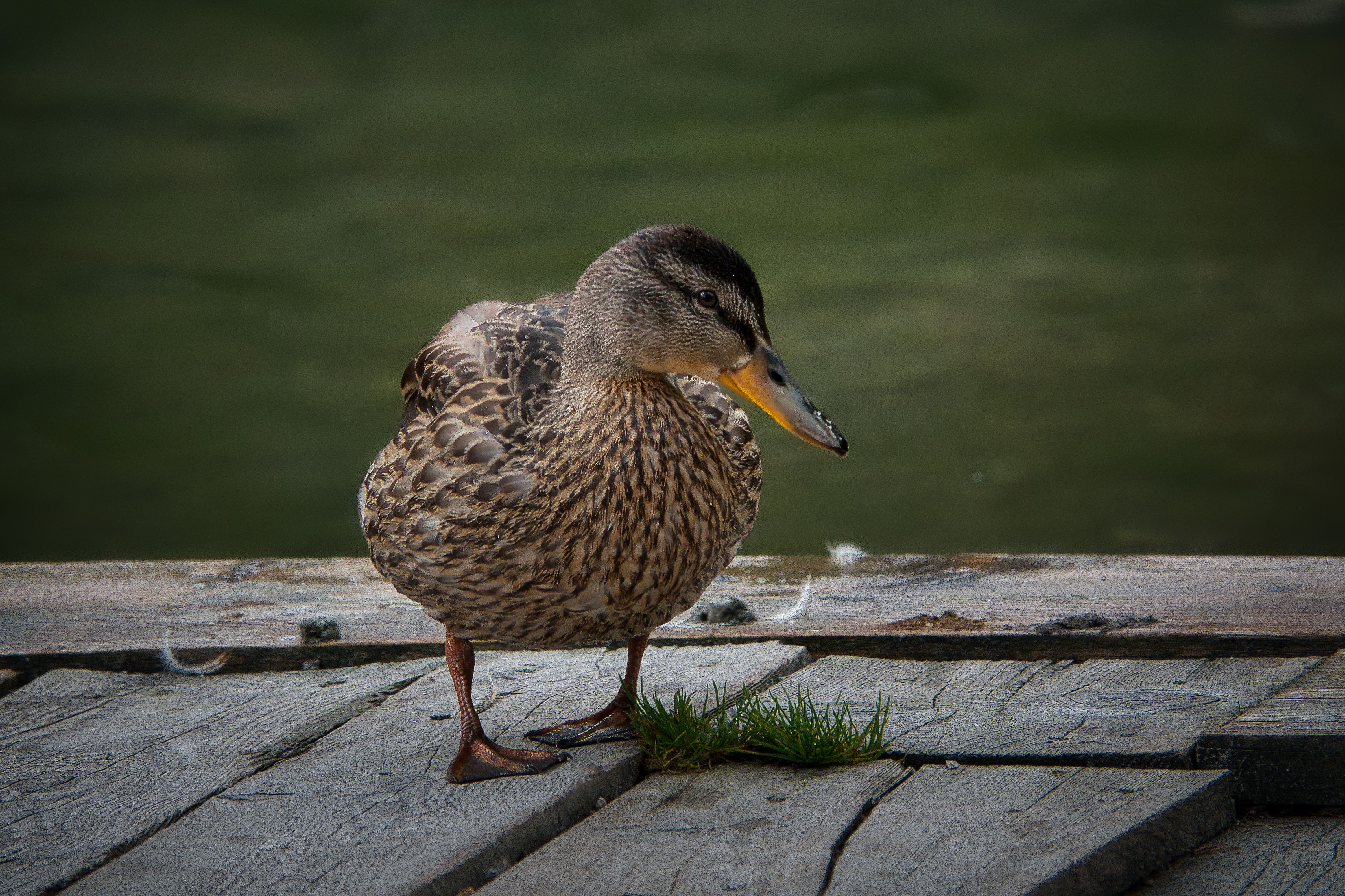 Close-up of a Female Mallard Standing on a Wooden Pier near a Body of ...