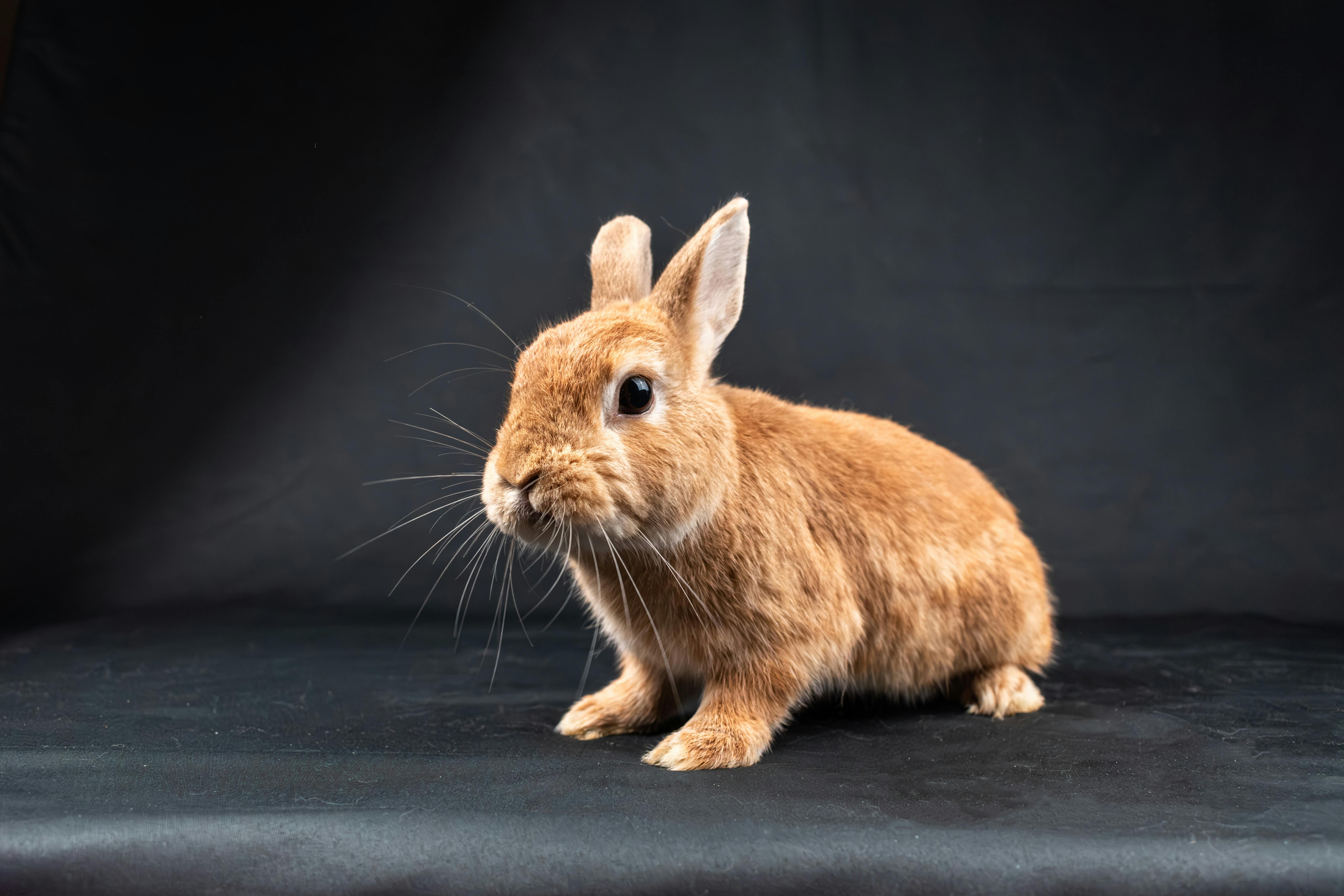 Rabbit on Black Background · Free Stock Photo