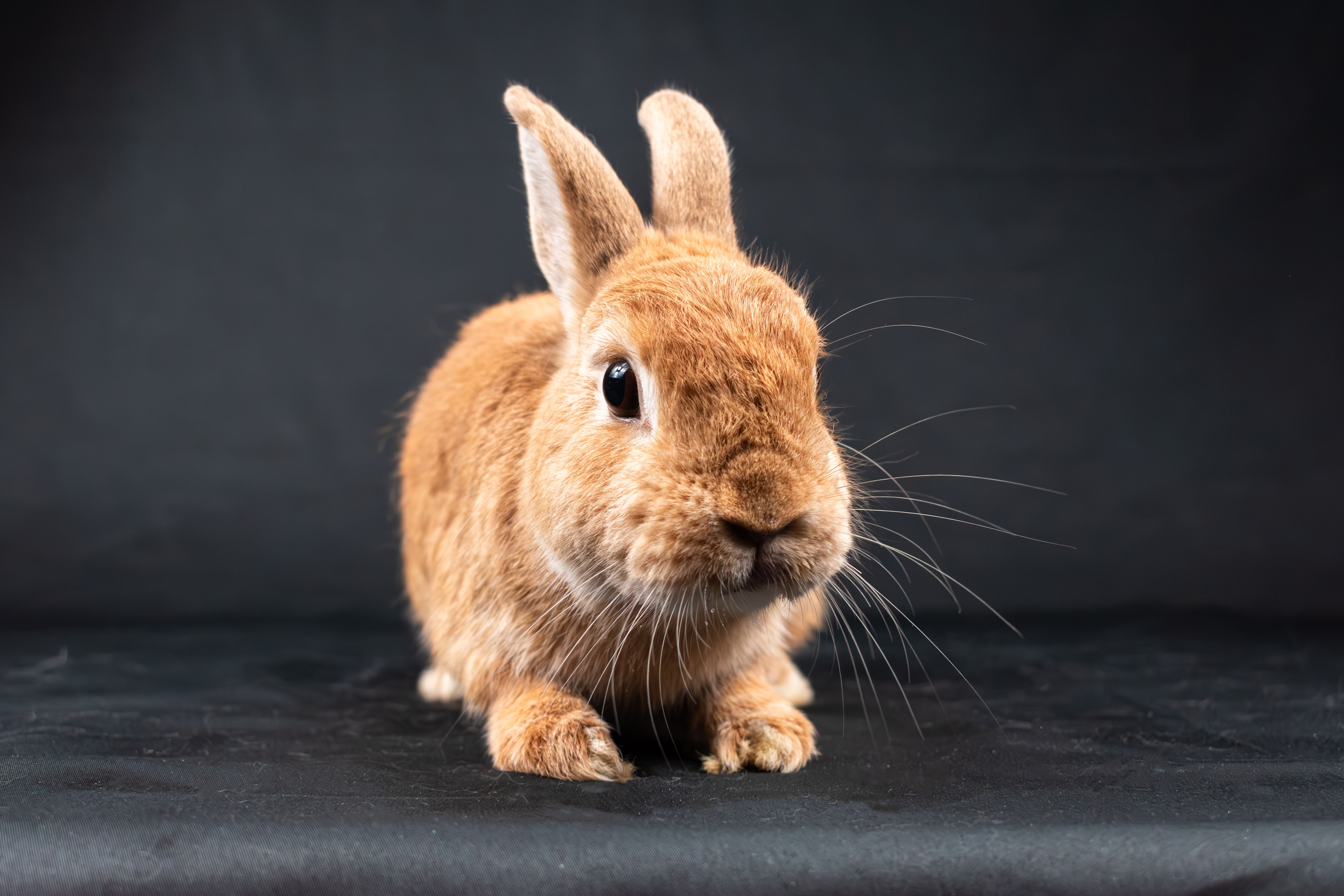 Rabbit Anatomy Photos, Download The BEST Free Rabbit Anatomy Stock ...