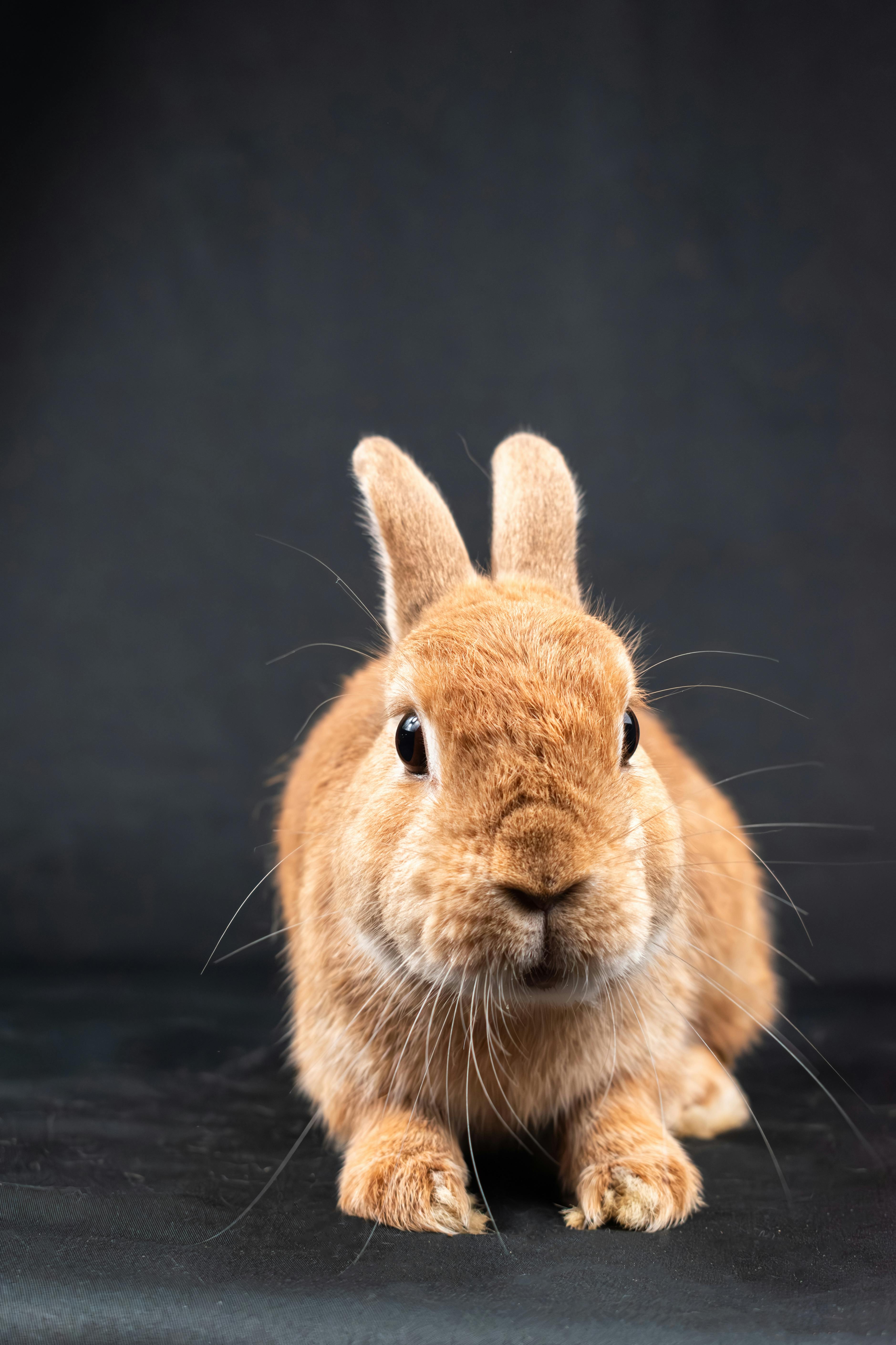 Close-up of Rabbit on Field · Free Stock Photo