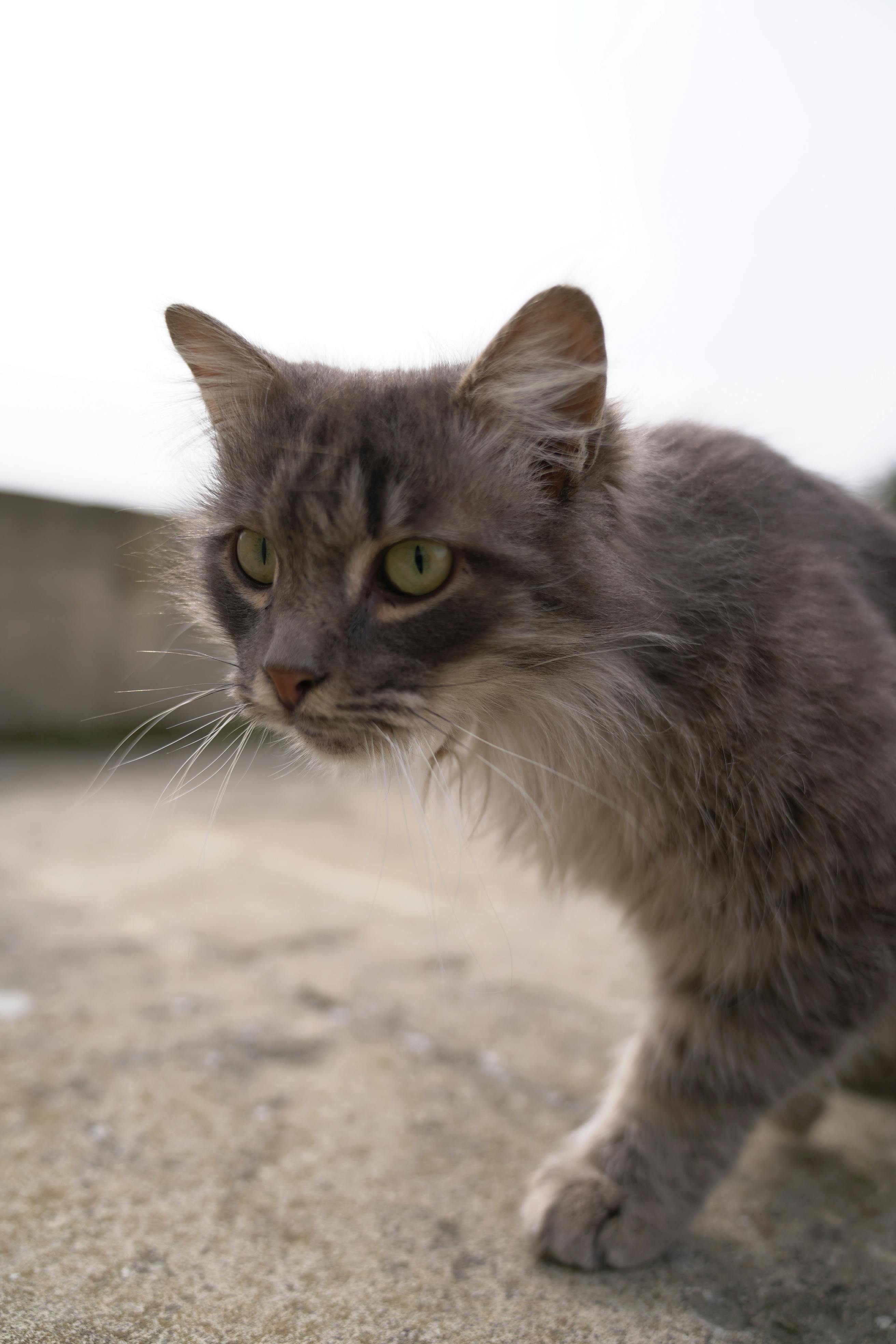 Portrait of Gray Cat · Free Stock Photo