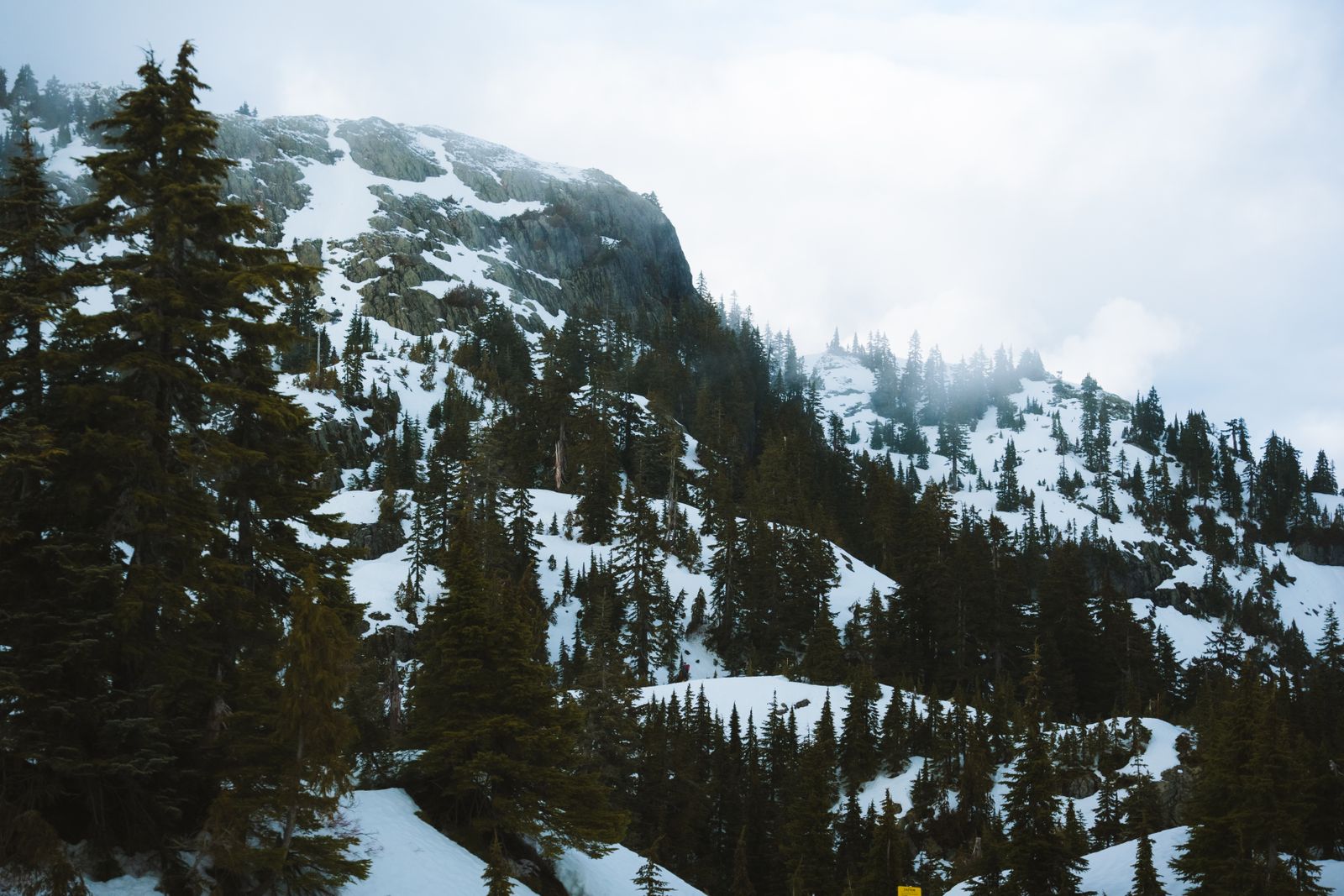 Snow Laden Trees Photos, Download The BEST Free Snow Laden Trees Stock ...