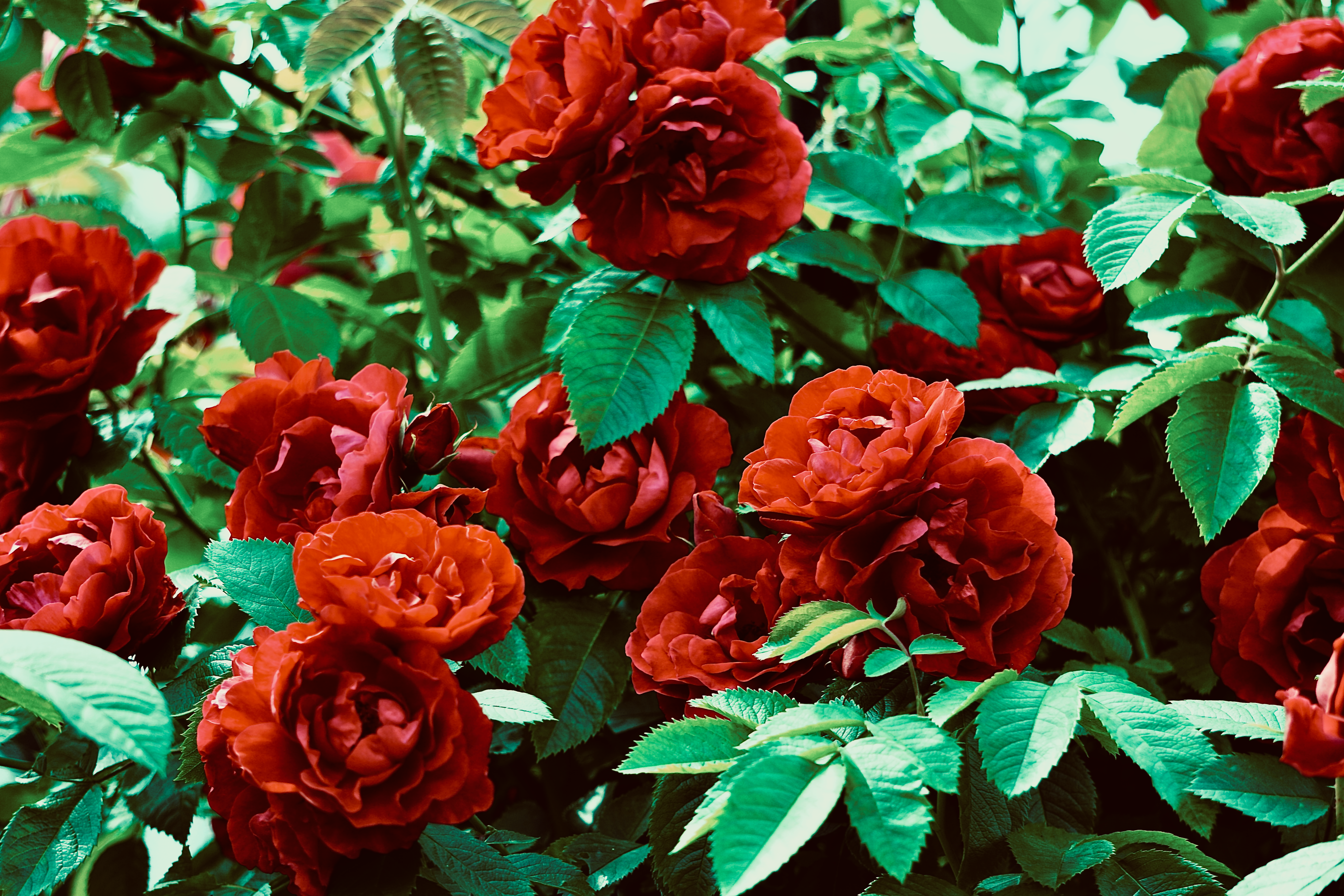 Bush of Red Roses · Free Stock Photo