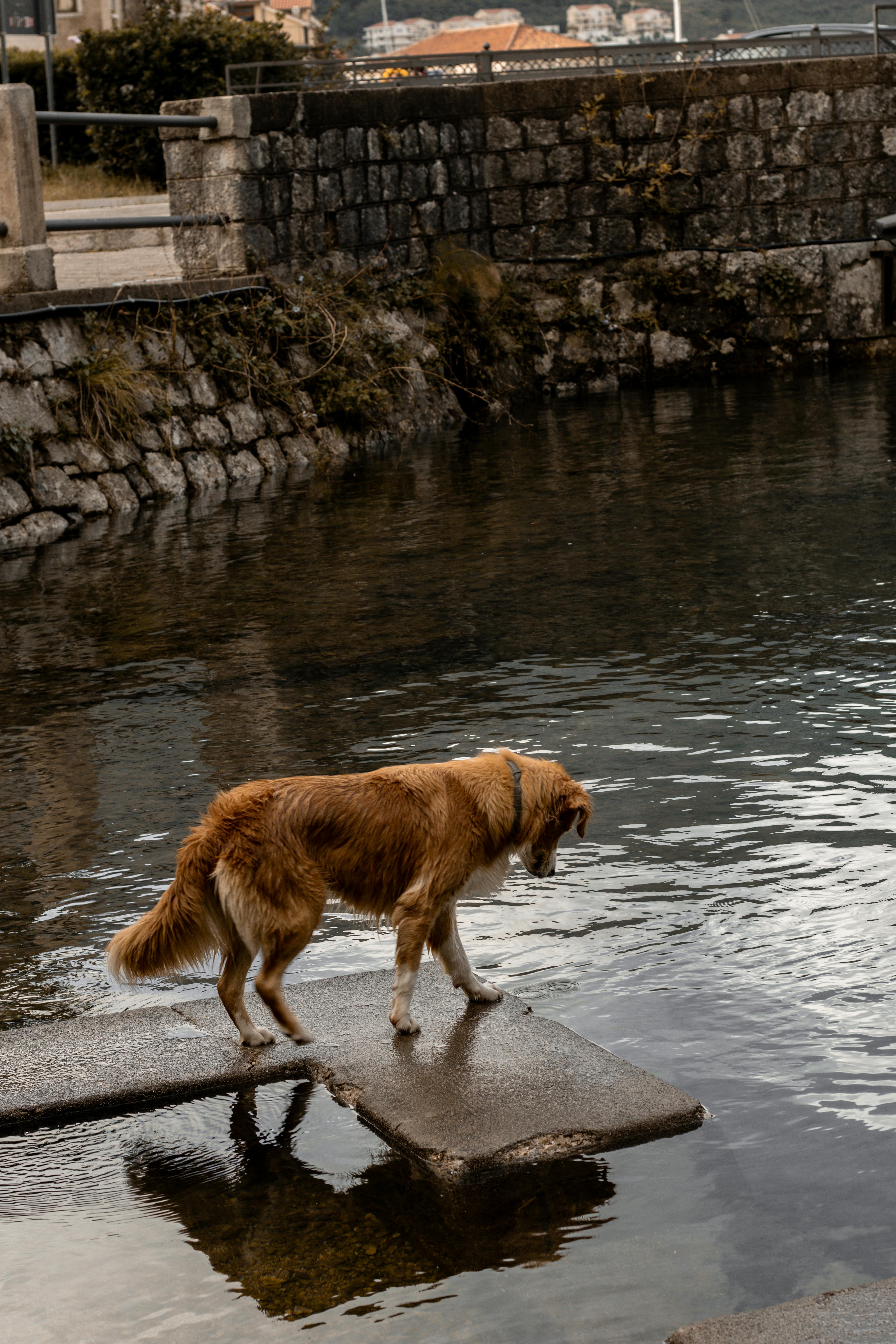 Curious red dog by the river · Free Stock Photo