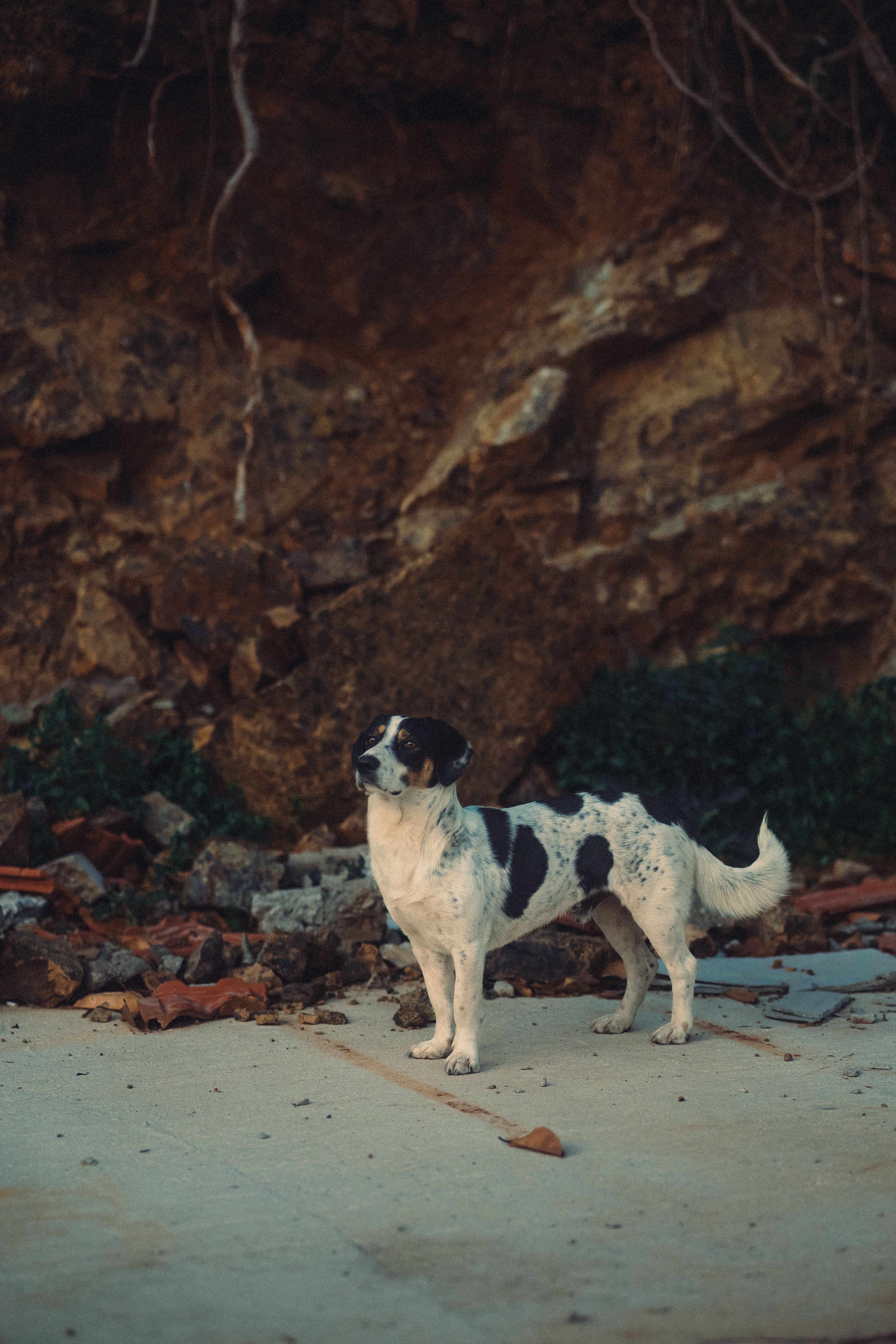 Dog on Pavement near Rock · Free Stock Photo