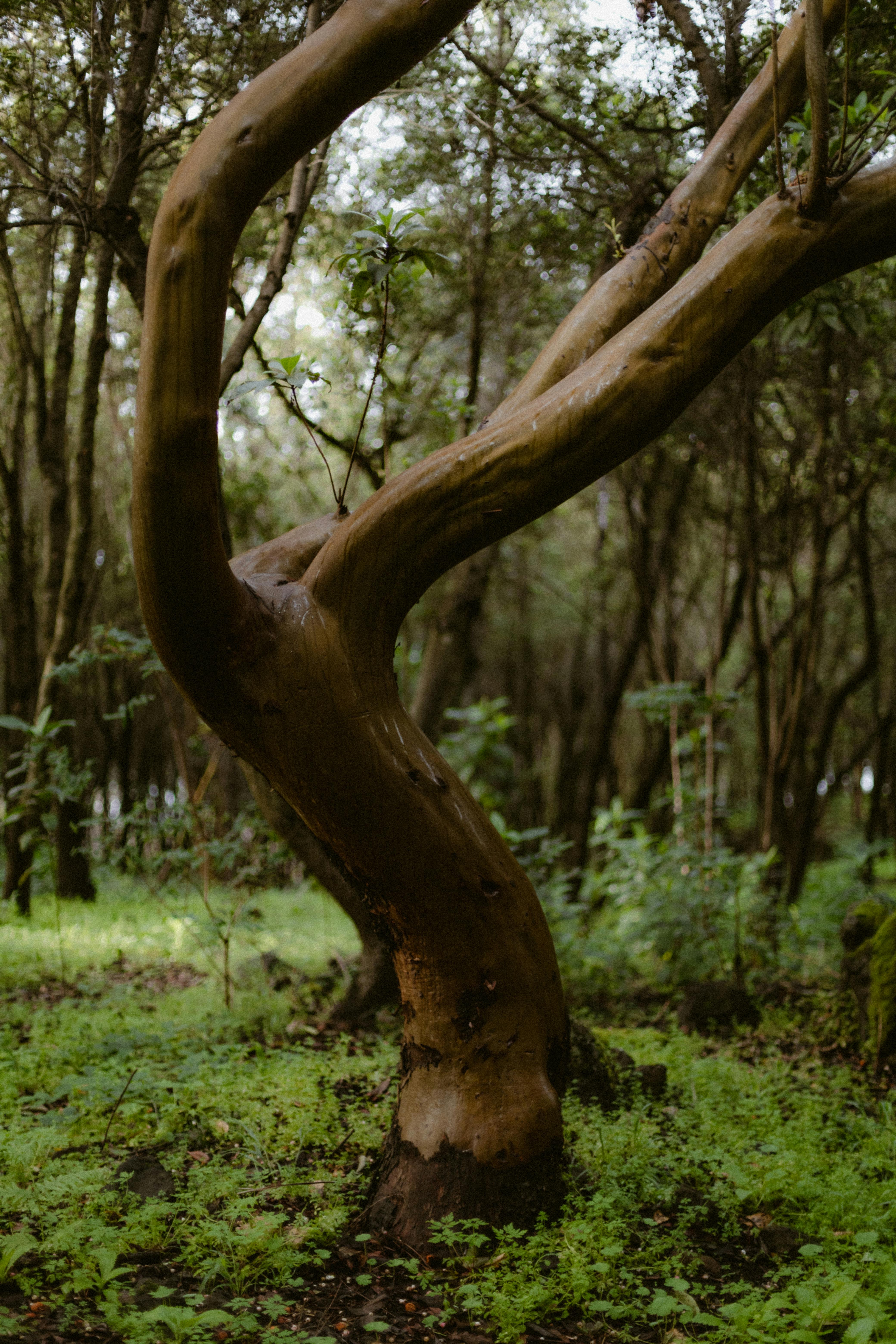 Foto de stock gratuita sobre árbol, arrayán chileno, baúl sinuoso ...