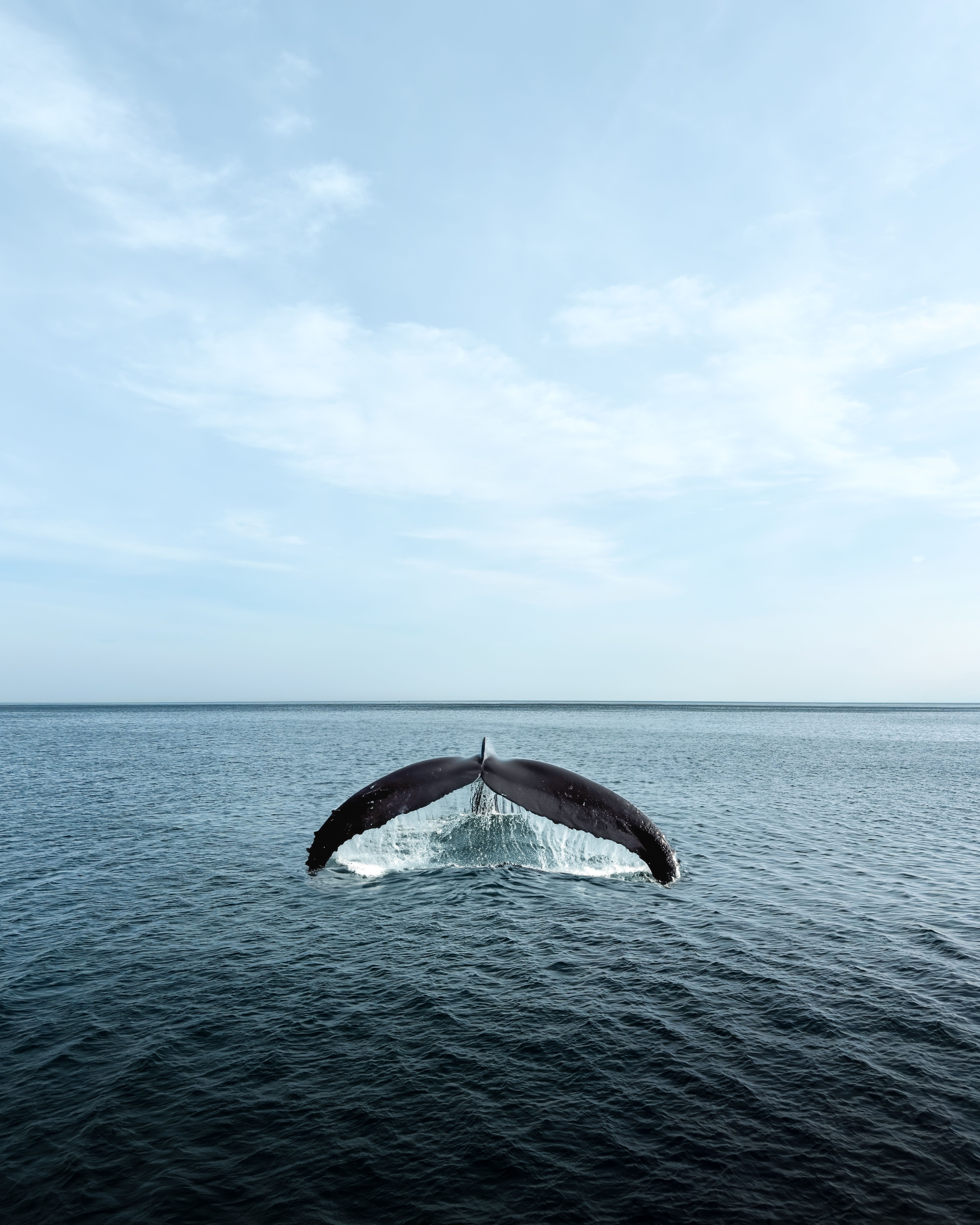 Whale Tail over Sea Water · Free Stock Photo