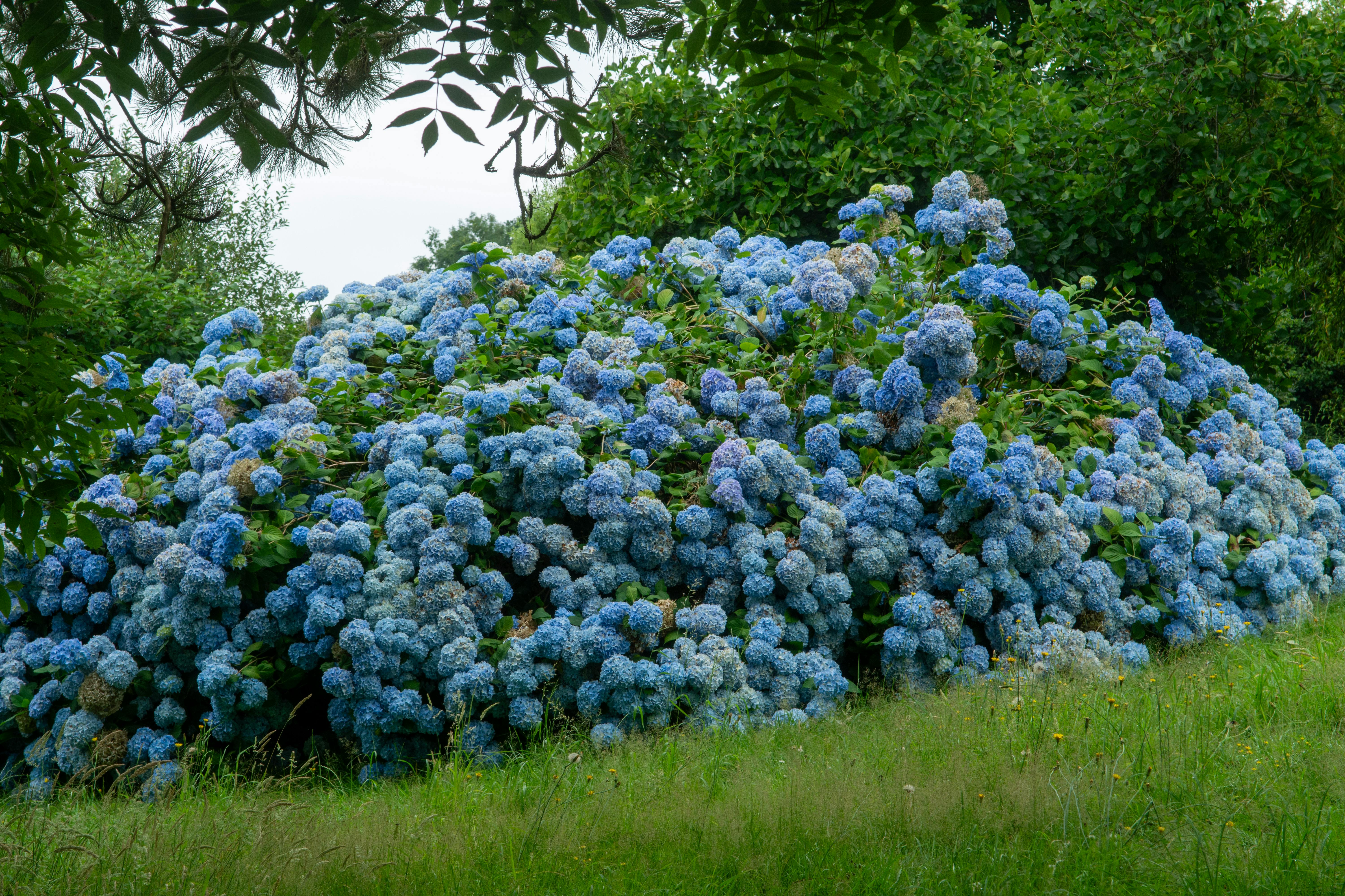 Hydrangeas Landscape Photos, Download The BEST Free Hydrangeas ...