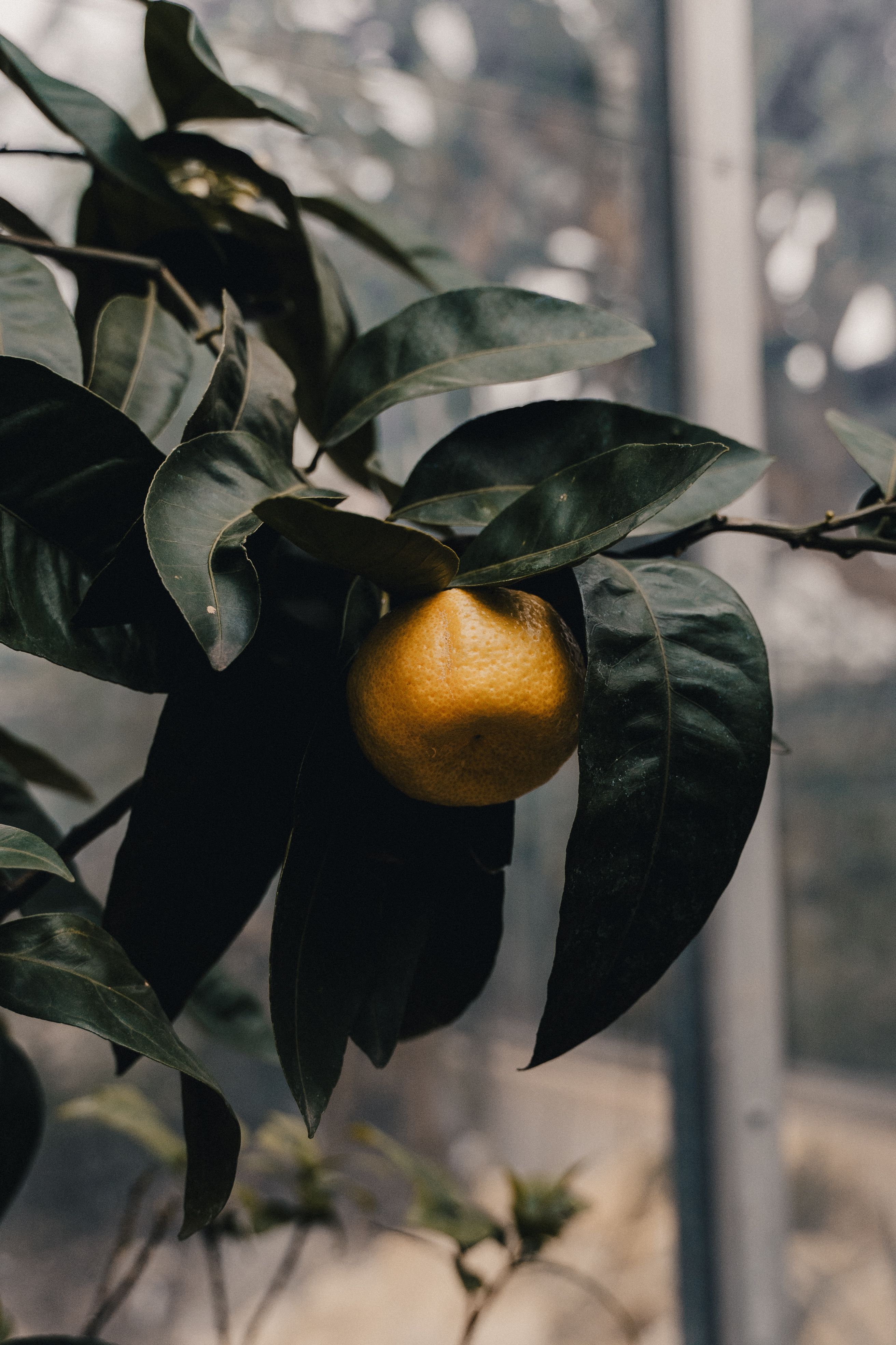 An orange tree with a single orange on it · Free Stock Photo