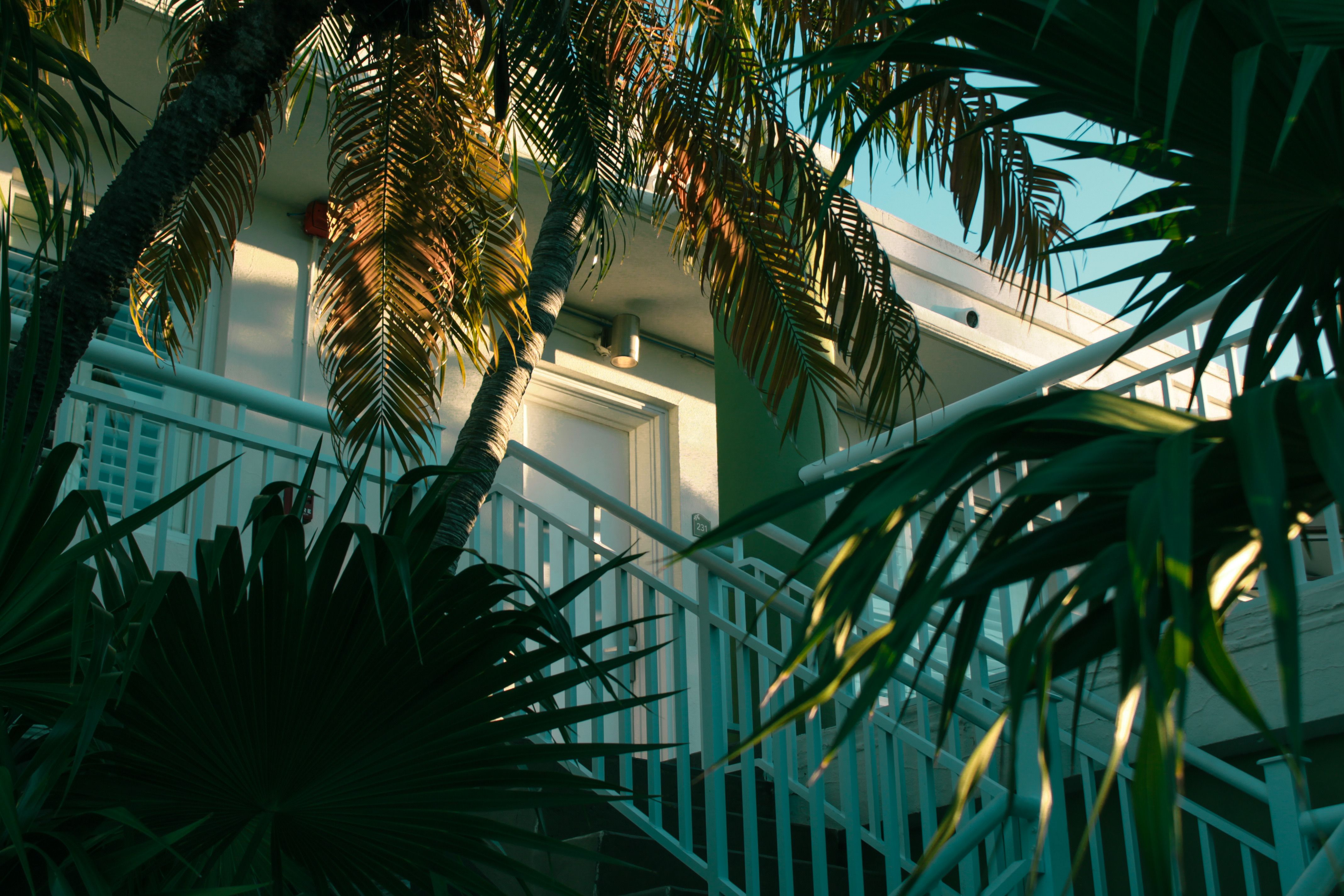 Palm Tree and Leaves near House · Free Stock Photo