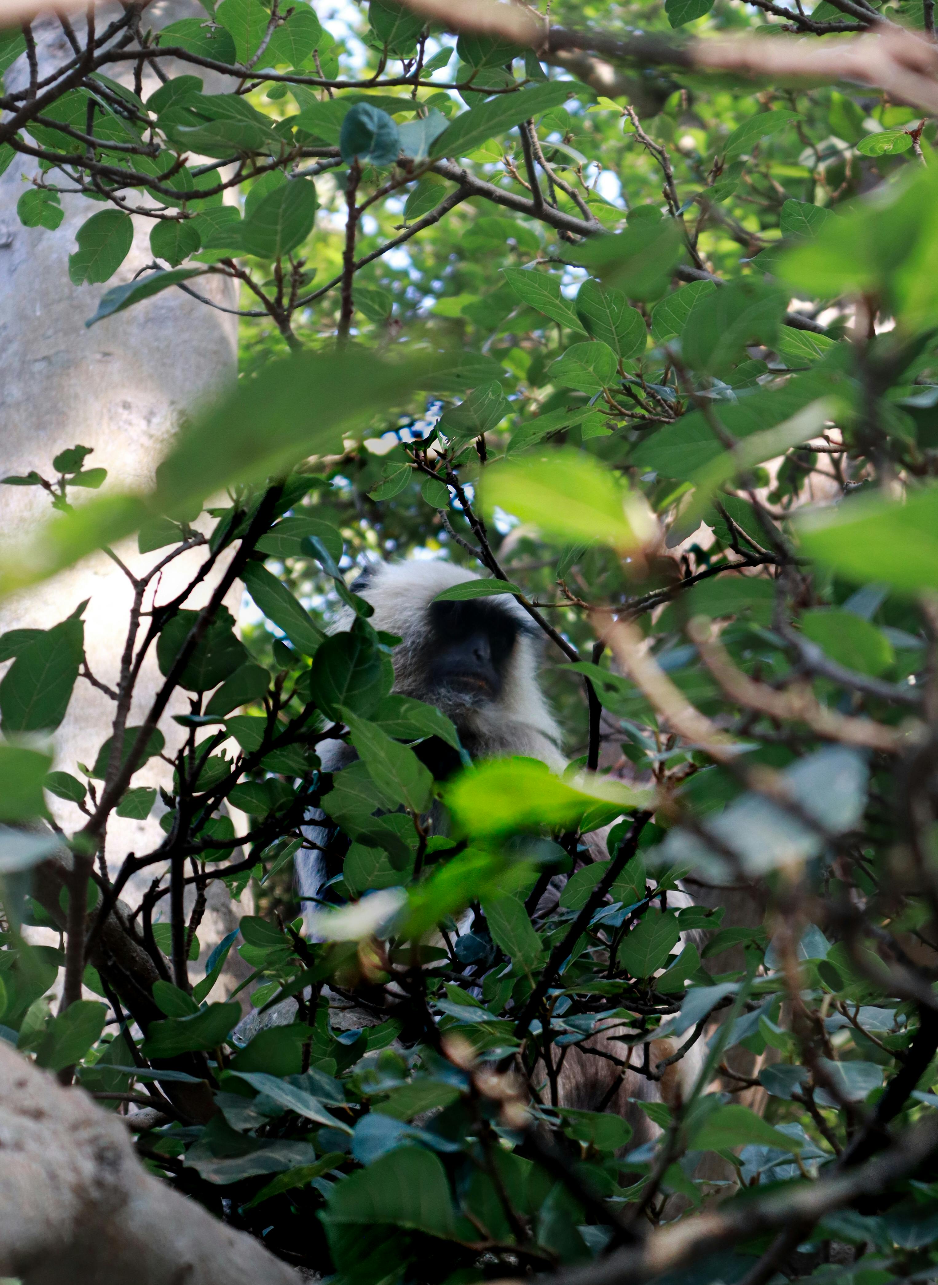 Brown Monkey on Tree Branch Biting a Green Fruit · Free Stock Photo