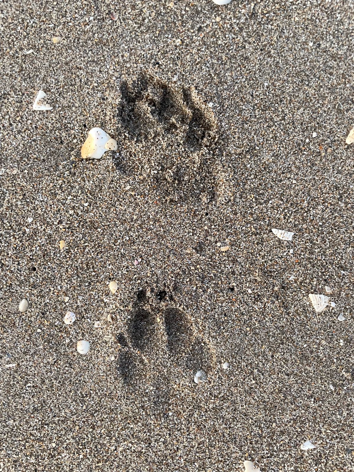 Dog Footprint Photos, Download The BEST Free Dog Footprint Stock Photos ...