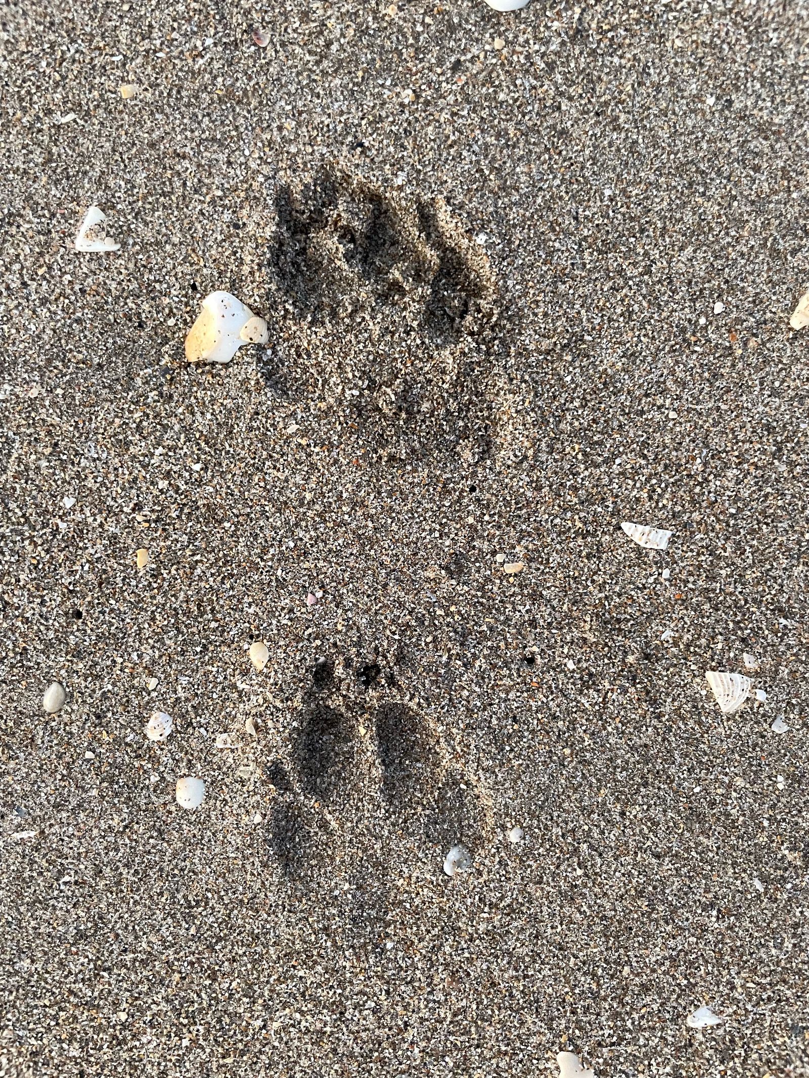 Dog Footprint Photos, Download The BEST Free Dog Footprint Stock Photos ...