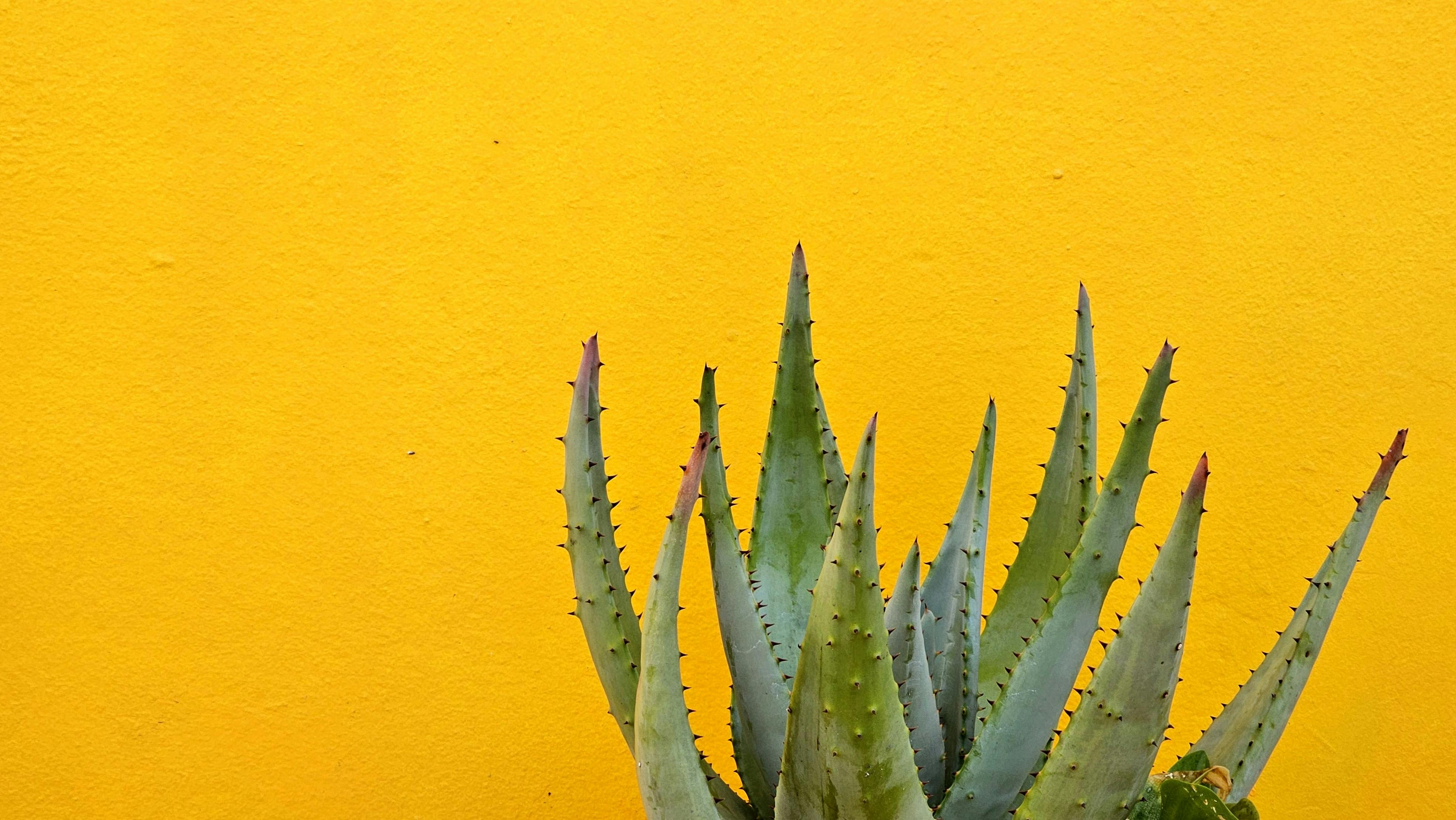 Green And Yellow Photos, Download The BEST Free Green And Yellow Stock ...