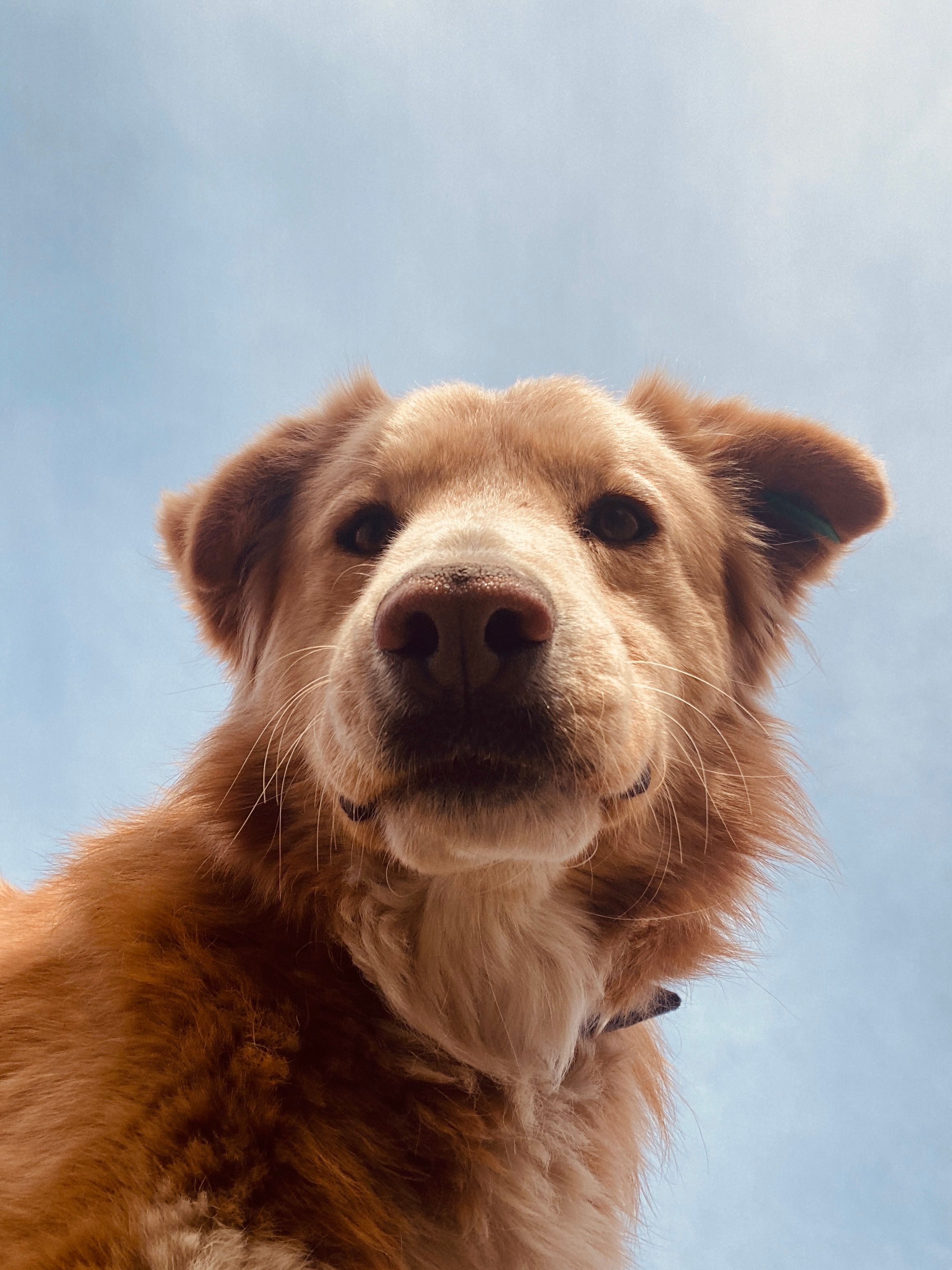 Portrait of Cute Dog against Blue Sky · Free Stock Photo