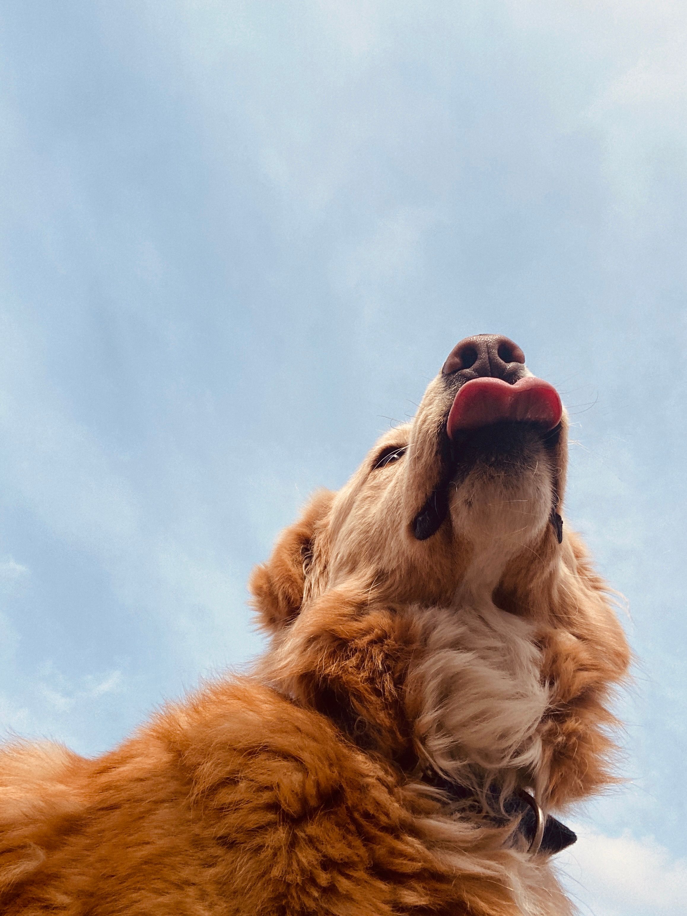 Low Angle Shot of Golden Retriever · Free Stock Photo