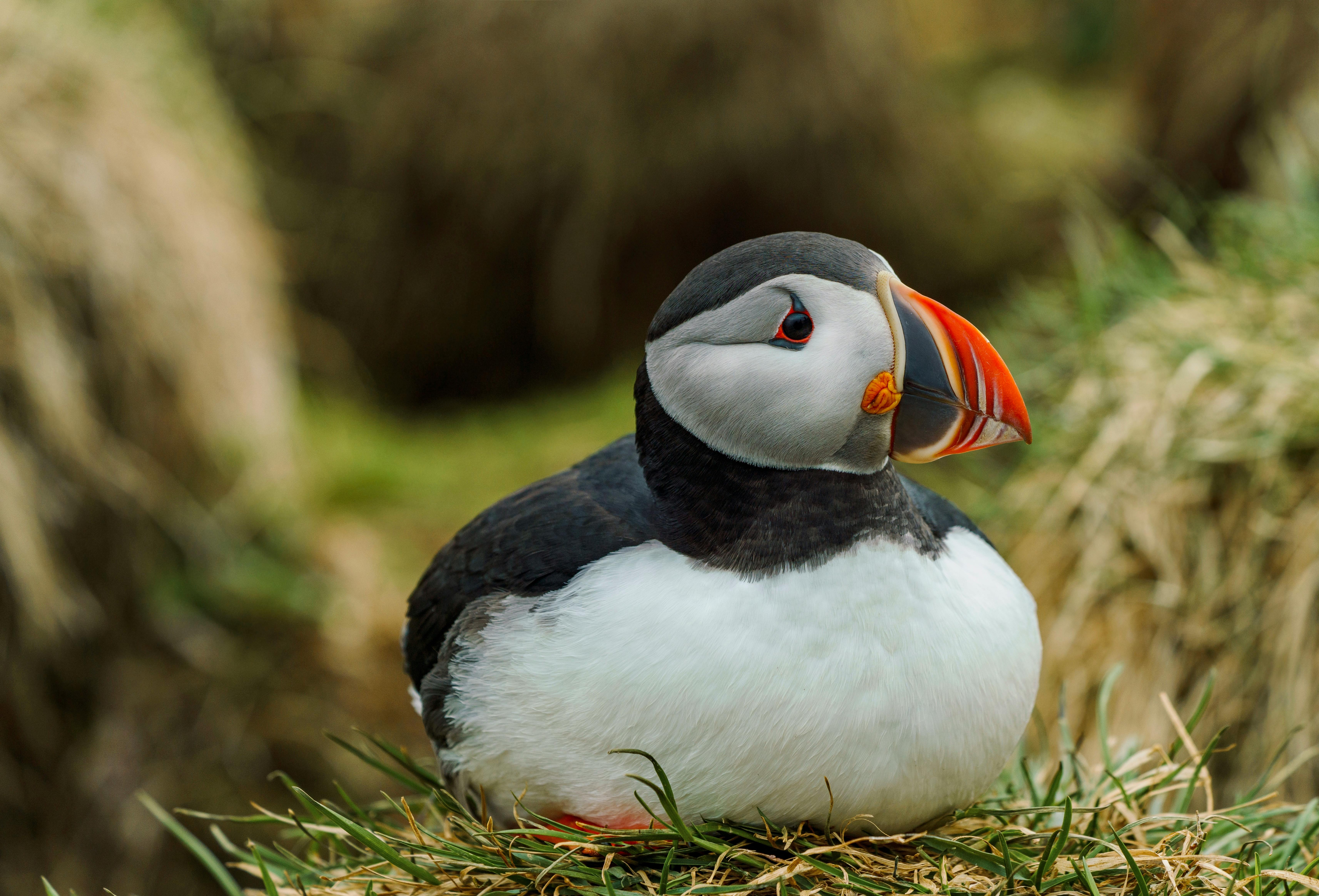 Close-up of Seabird Sitting on Grass Ground · Free Stock Photo