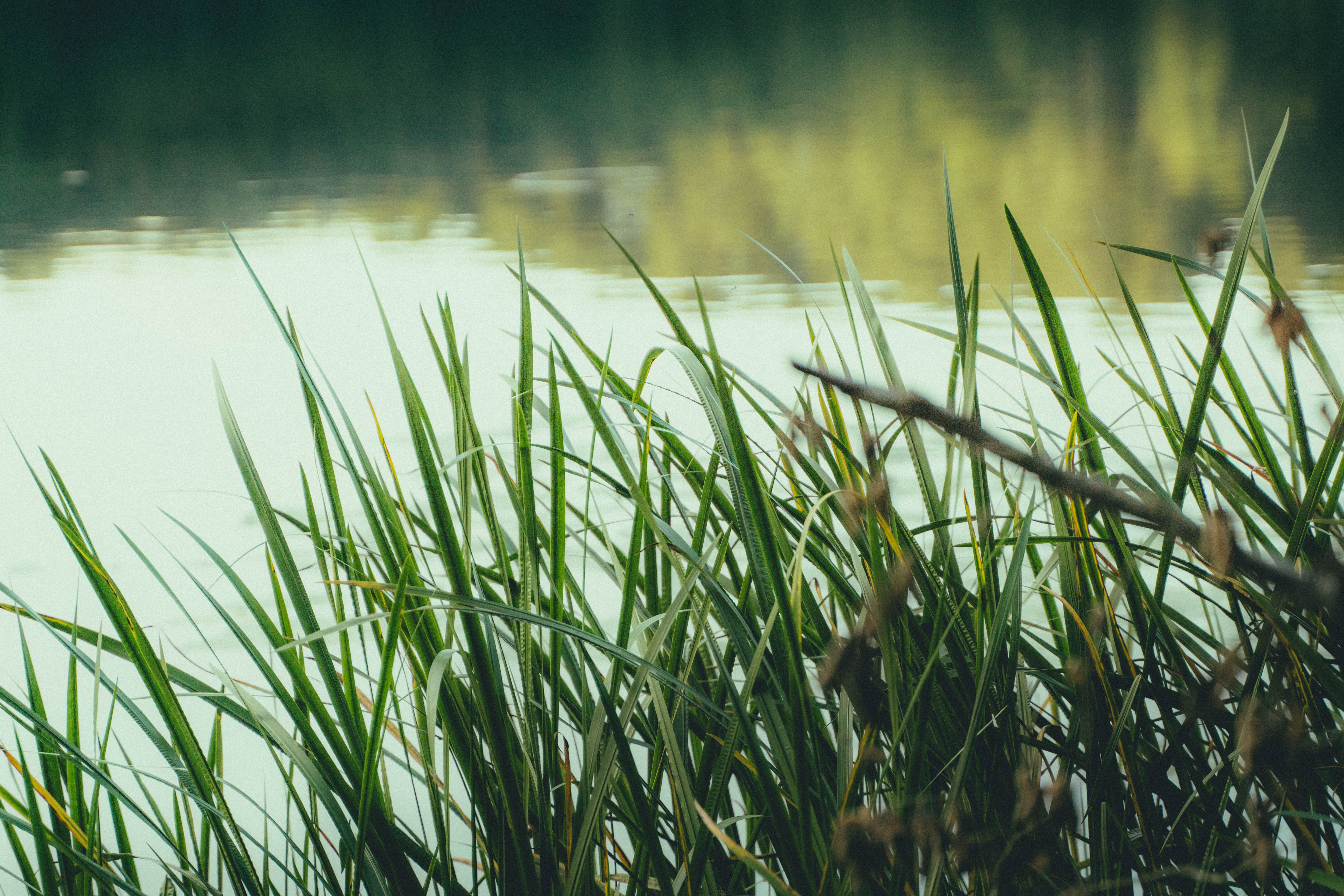 reeds on the lake shore at sunset · Free Stock Photo