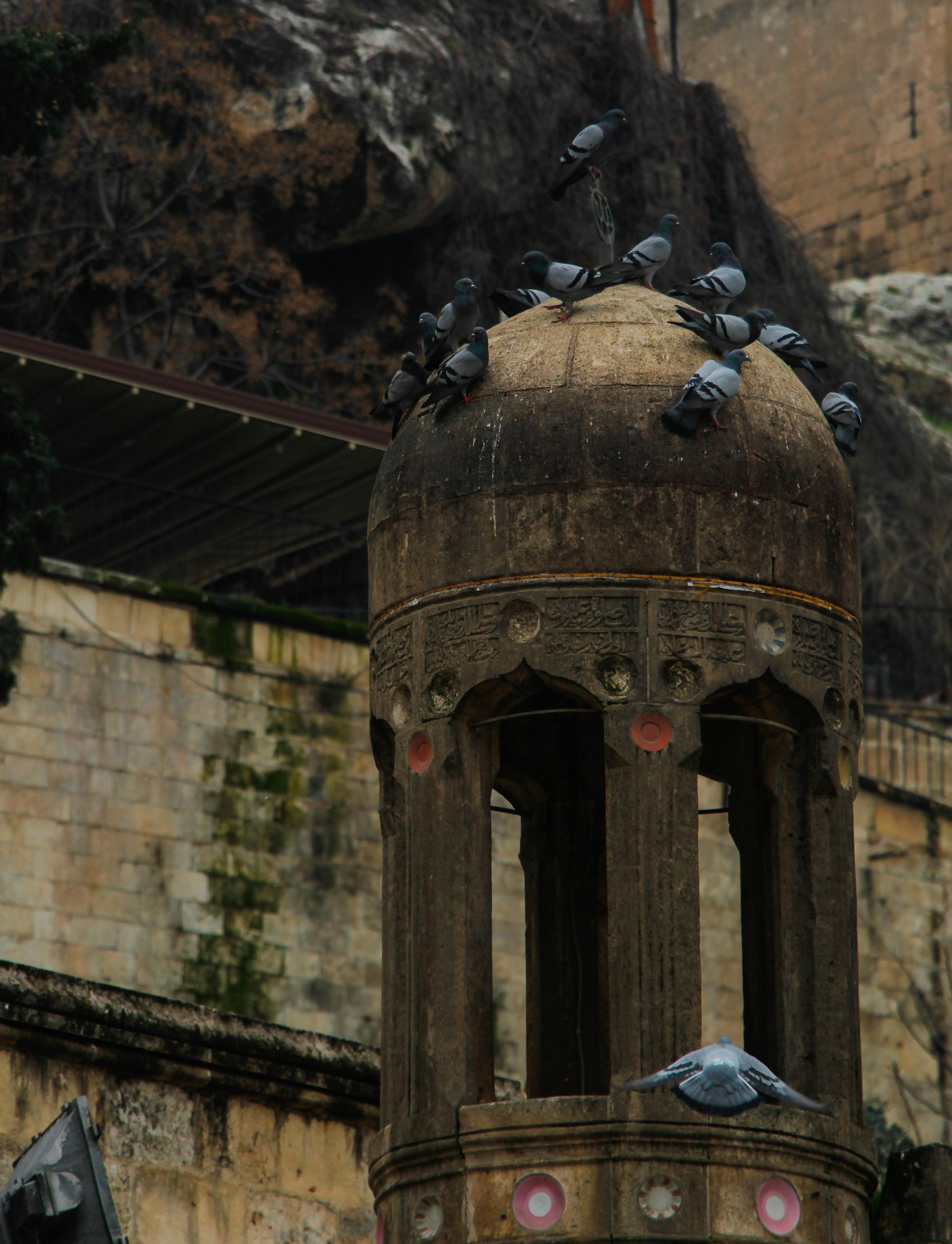 Pigeons on Medieval Temple Shrine Building · Free Stock Photo