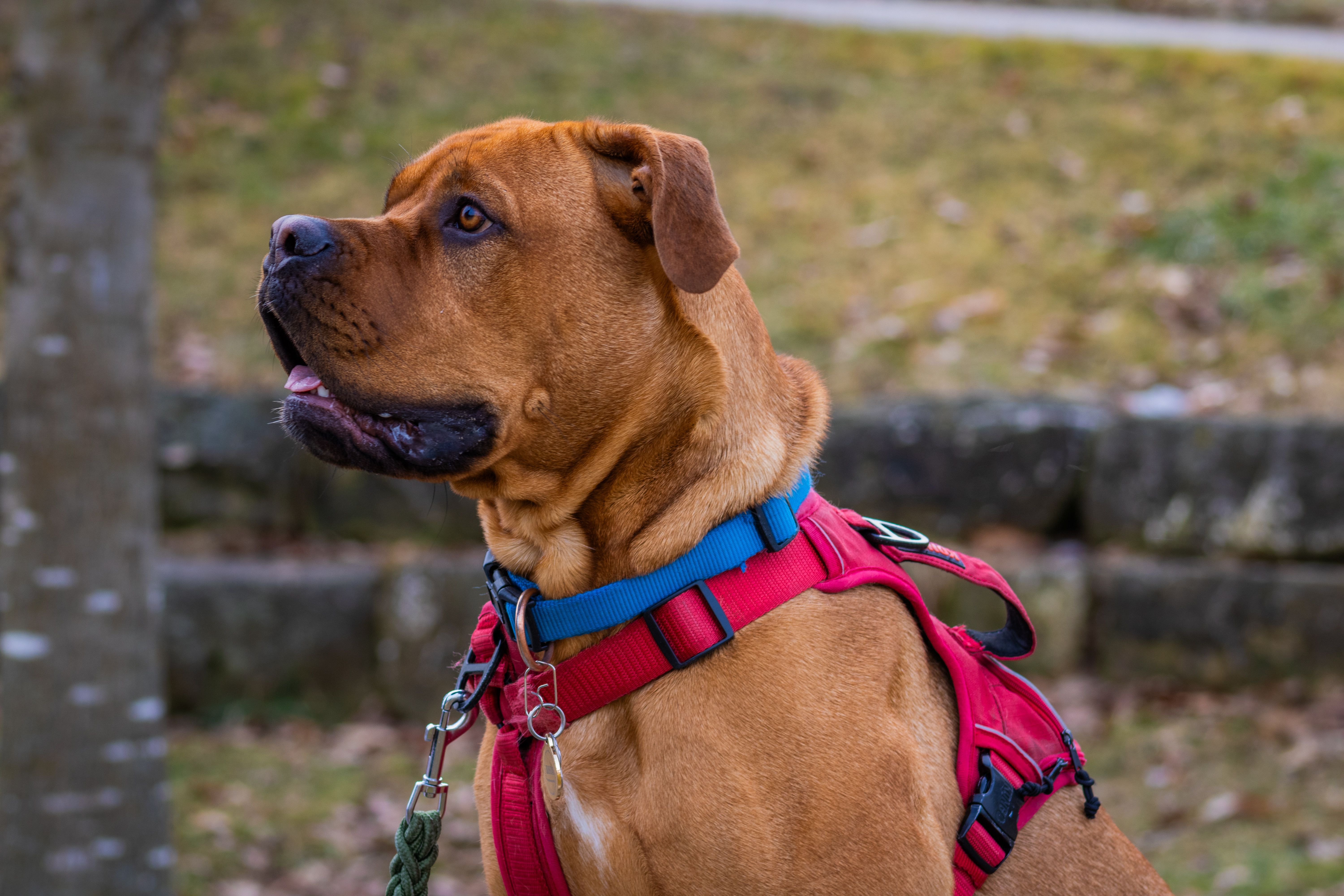 Boxer in Harness · Free Stock Photo