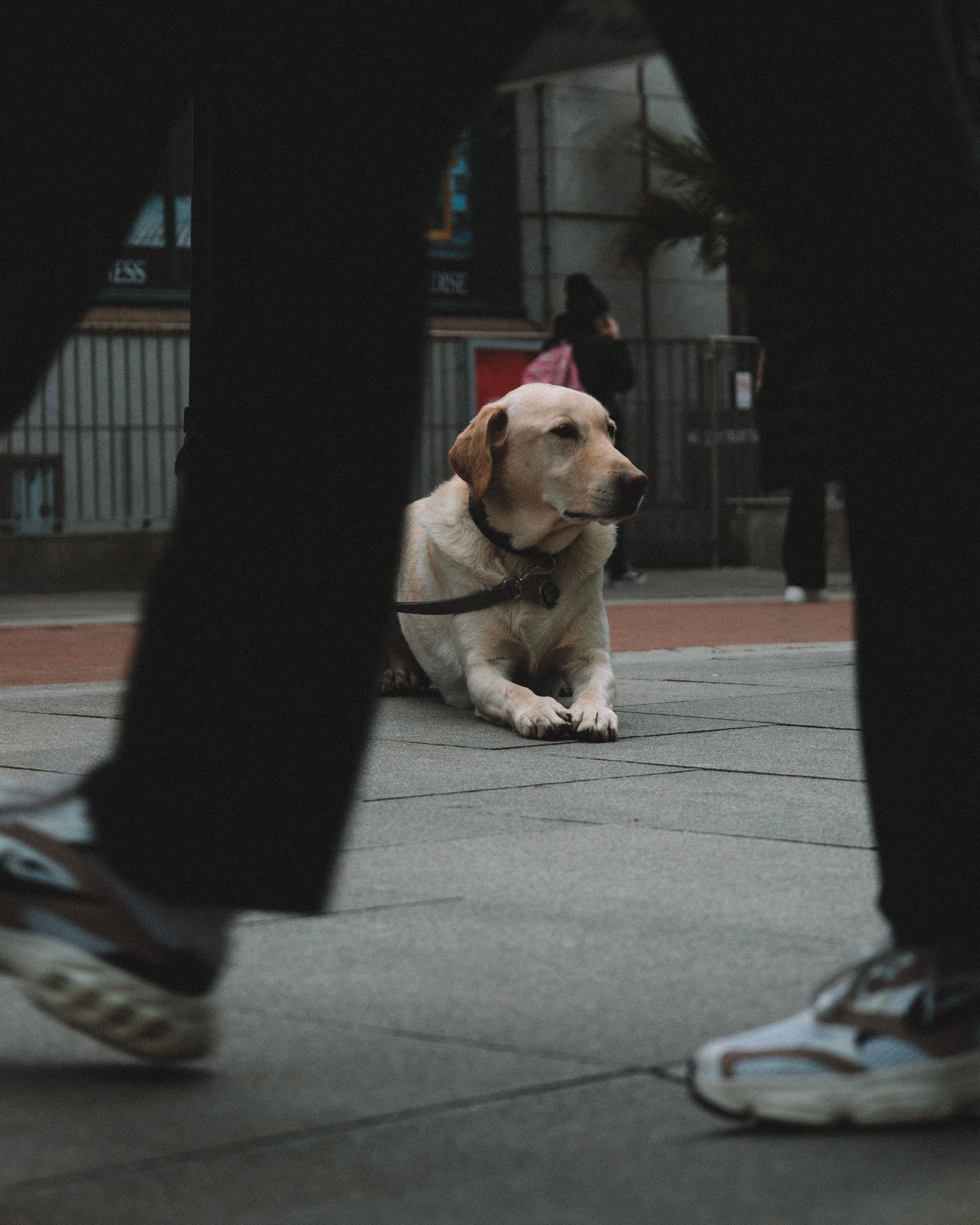 Dog Lying Down on Pavement behind Walking Person Legs · Free Stock Photo