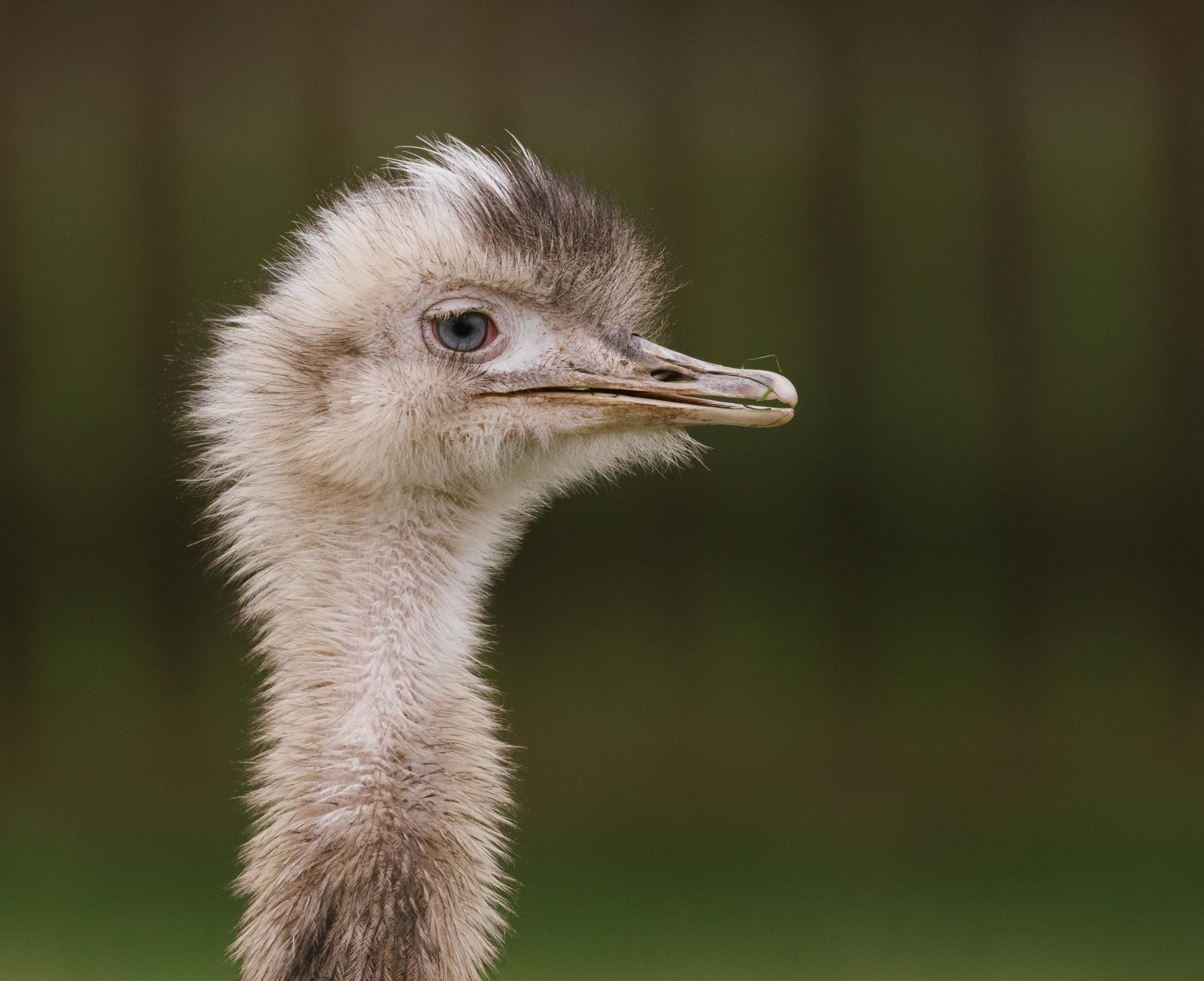 Ostrich Head in Side View · Free Stock Photo