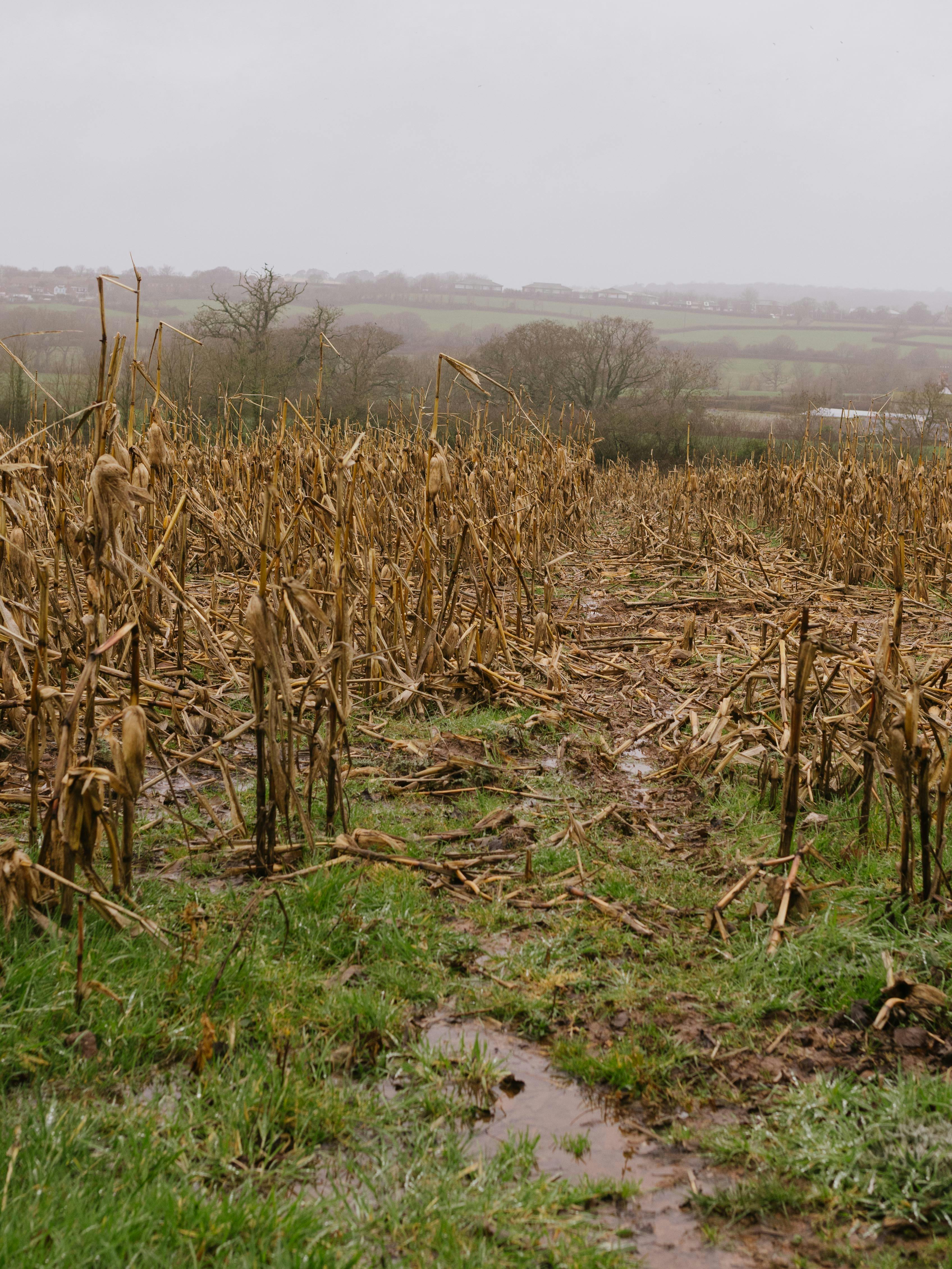 Destroyed Crops on Field · Free Stock Photo