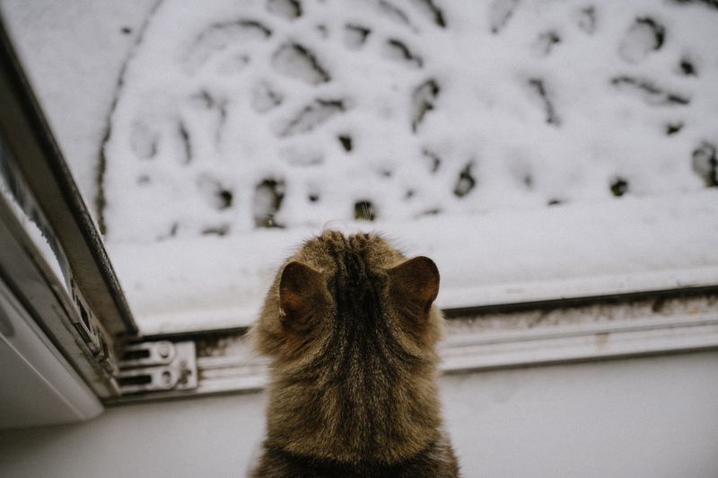 Looking Out Window Snow Covered Ground Photos, Download The BEST Free ...
