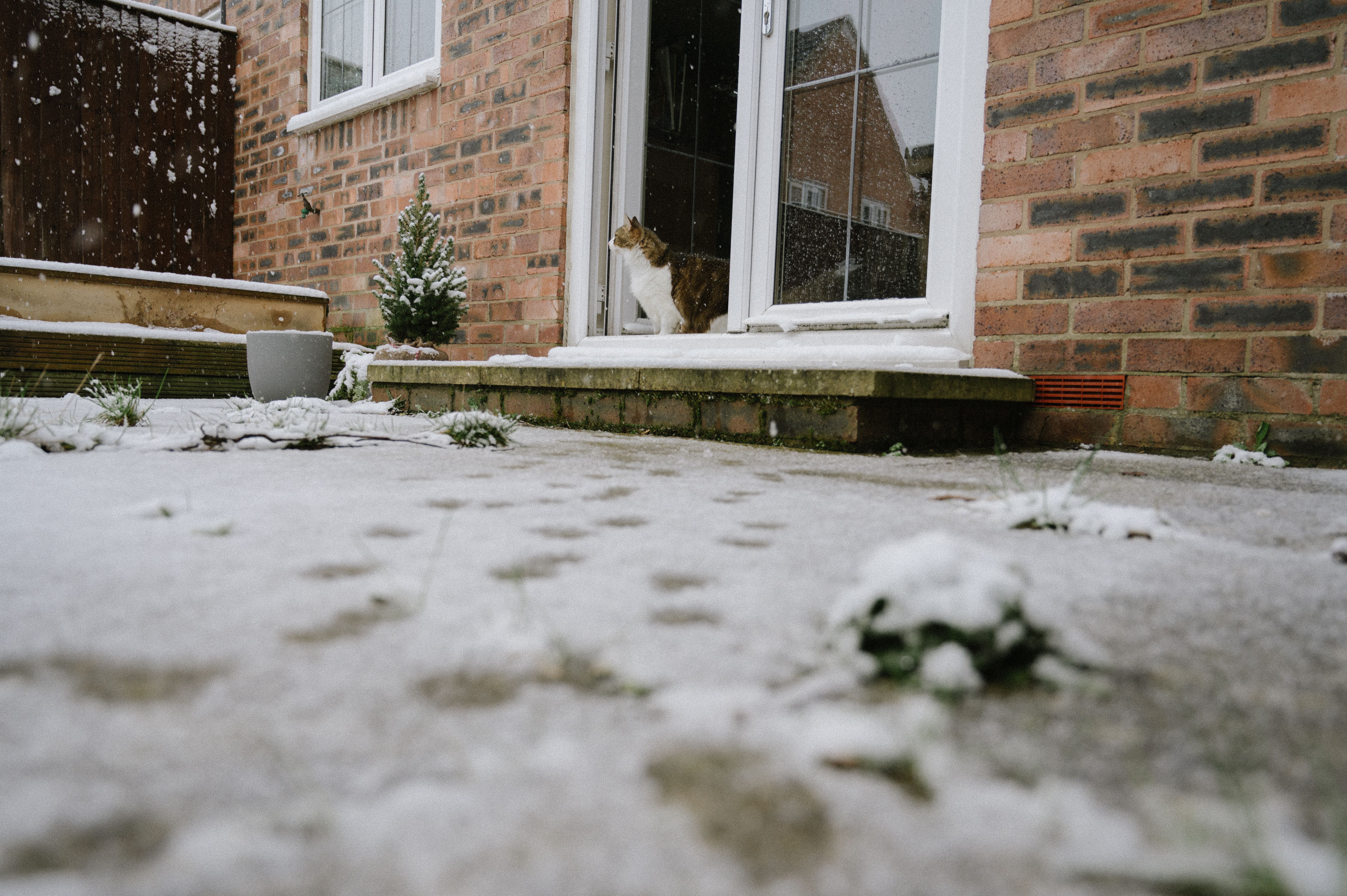 A cat sitting in the snow outside a house · Free Stock Photo