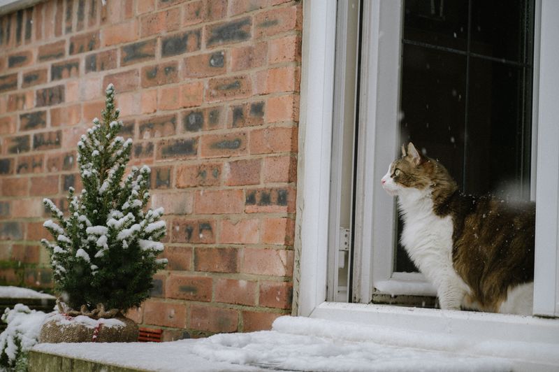 Winter Cat Photos, Download The BEST Free Winter Cat Stock Photos & HD ...