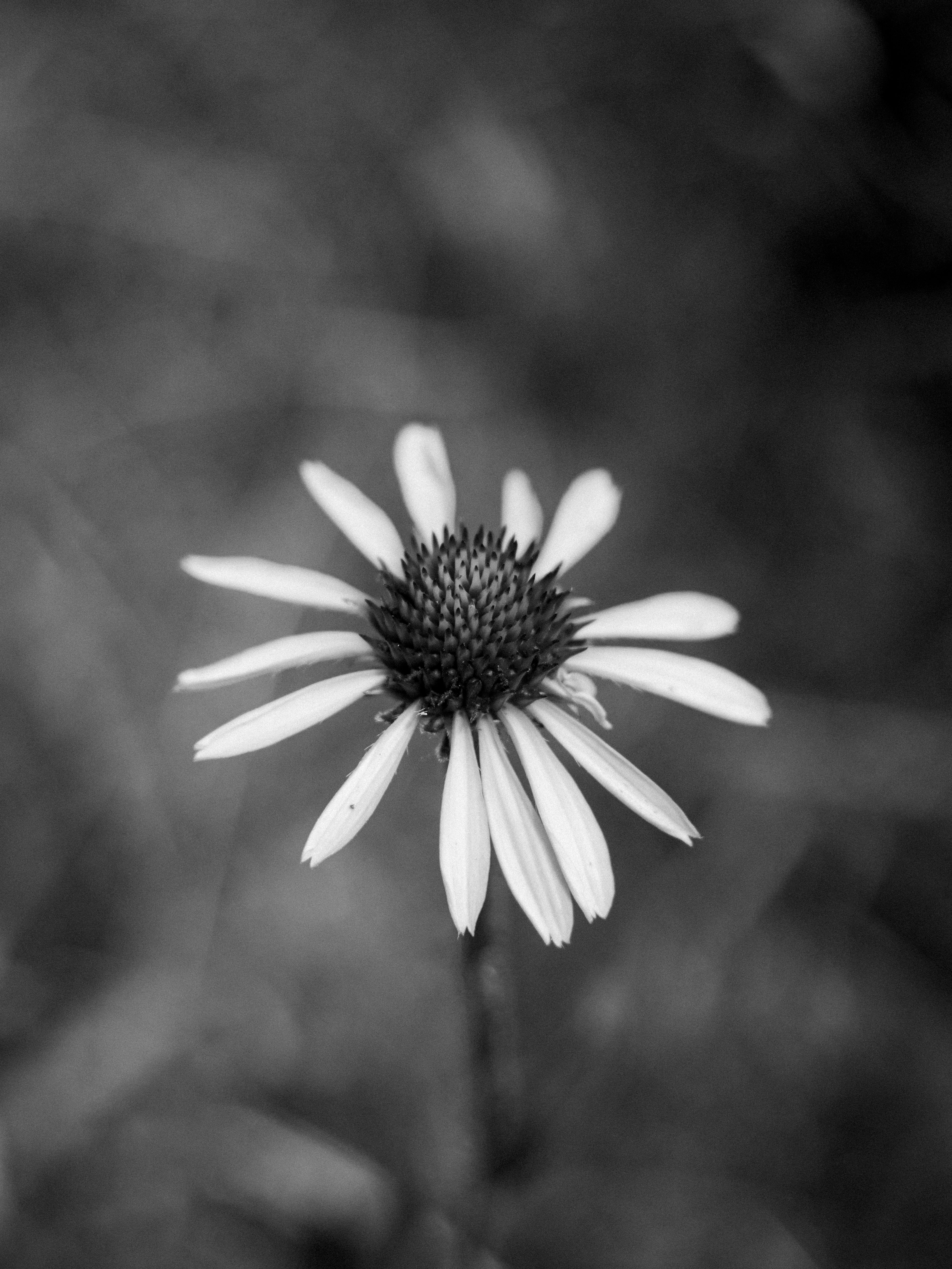 Gray Scale Photo of Flower Field · Free Stock Photo