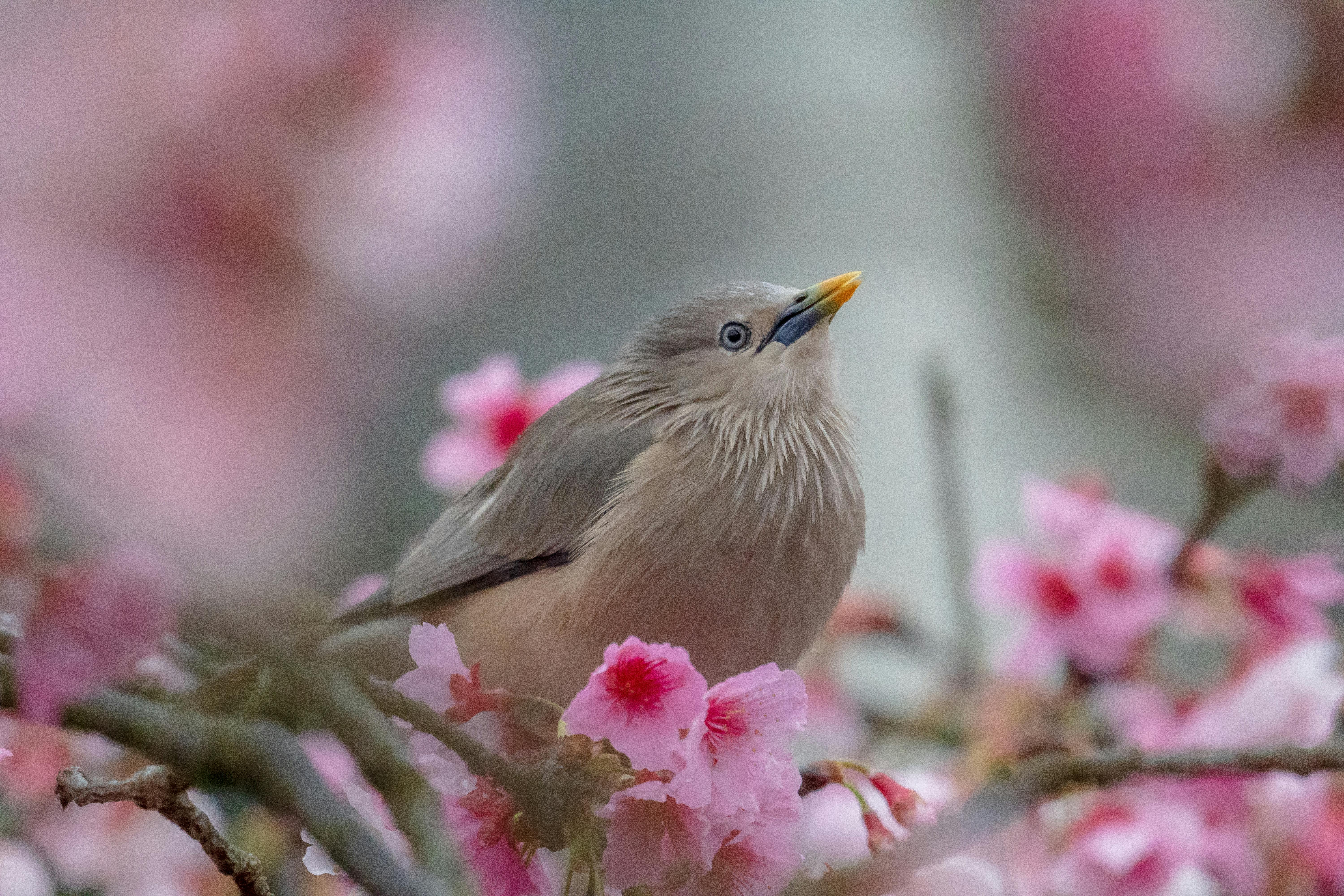 Chestnut-Tailed Starling on Tree with Pink Flowers · Free Stock Photo