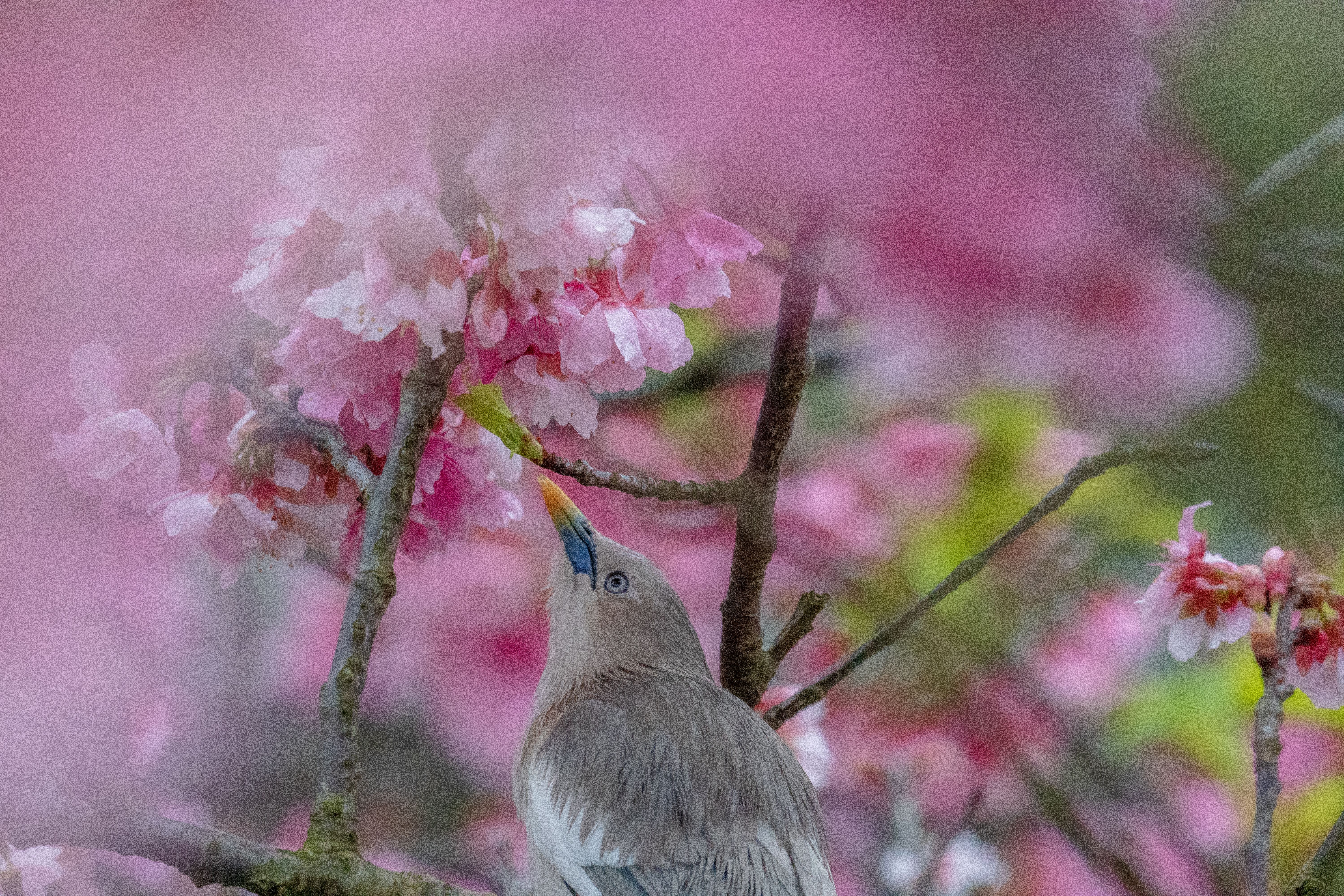 Chestnut-Tailed Starling Bird Between Pink Begonias · Free Stock Photo