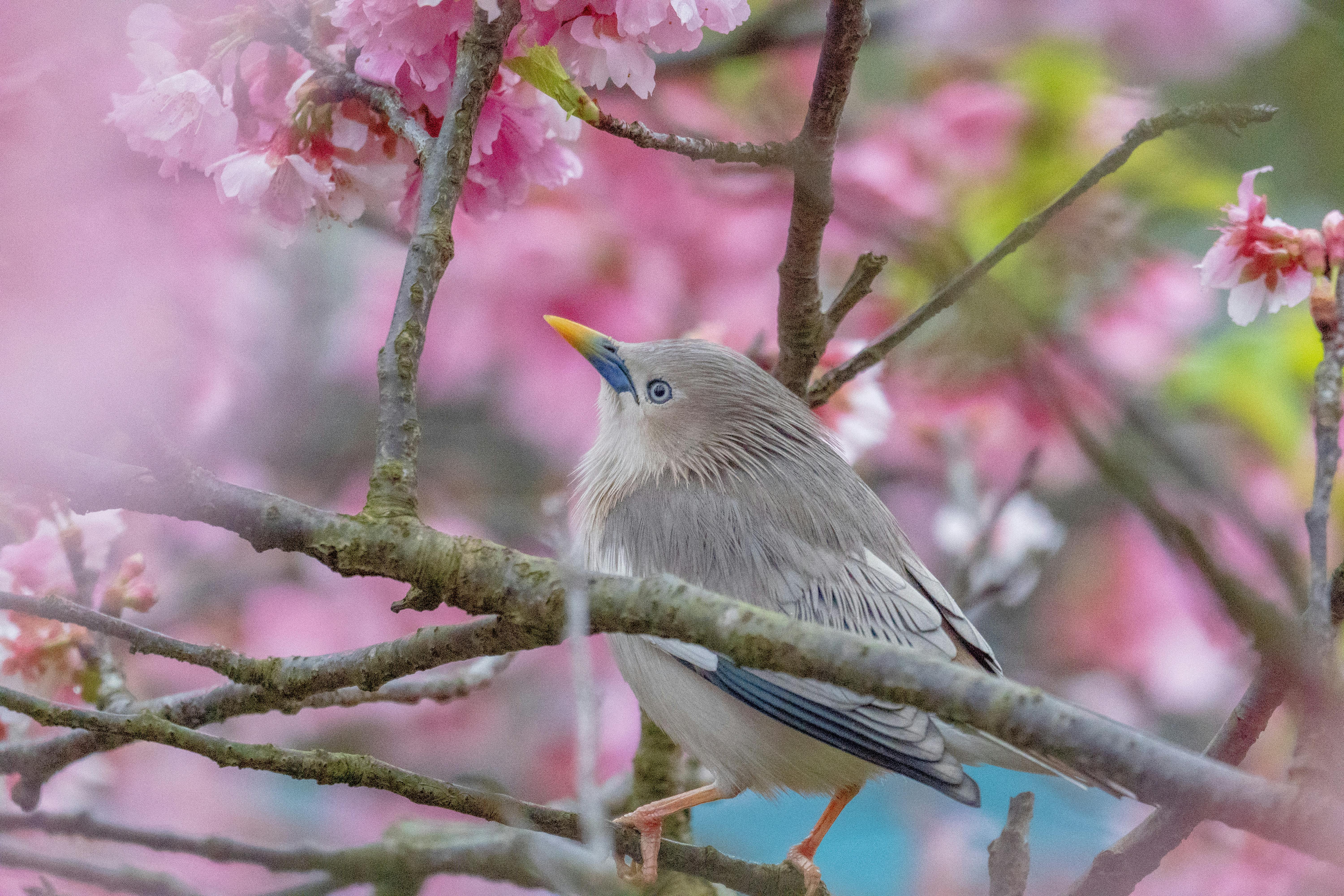 Close-up of a Chestnut-tailed Starling Sitting on a Tree with Pink ...