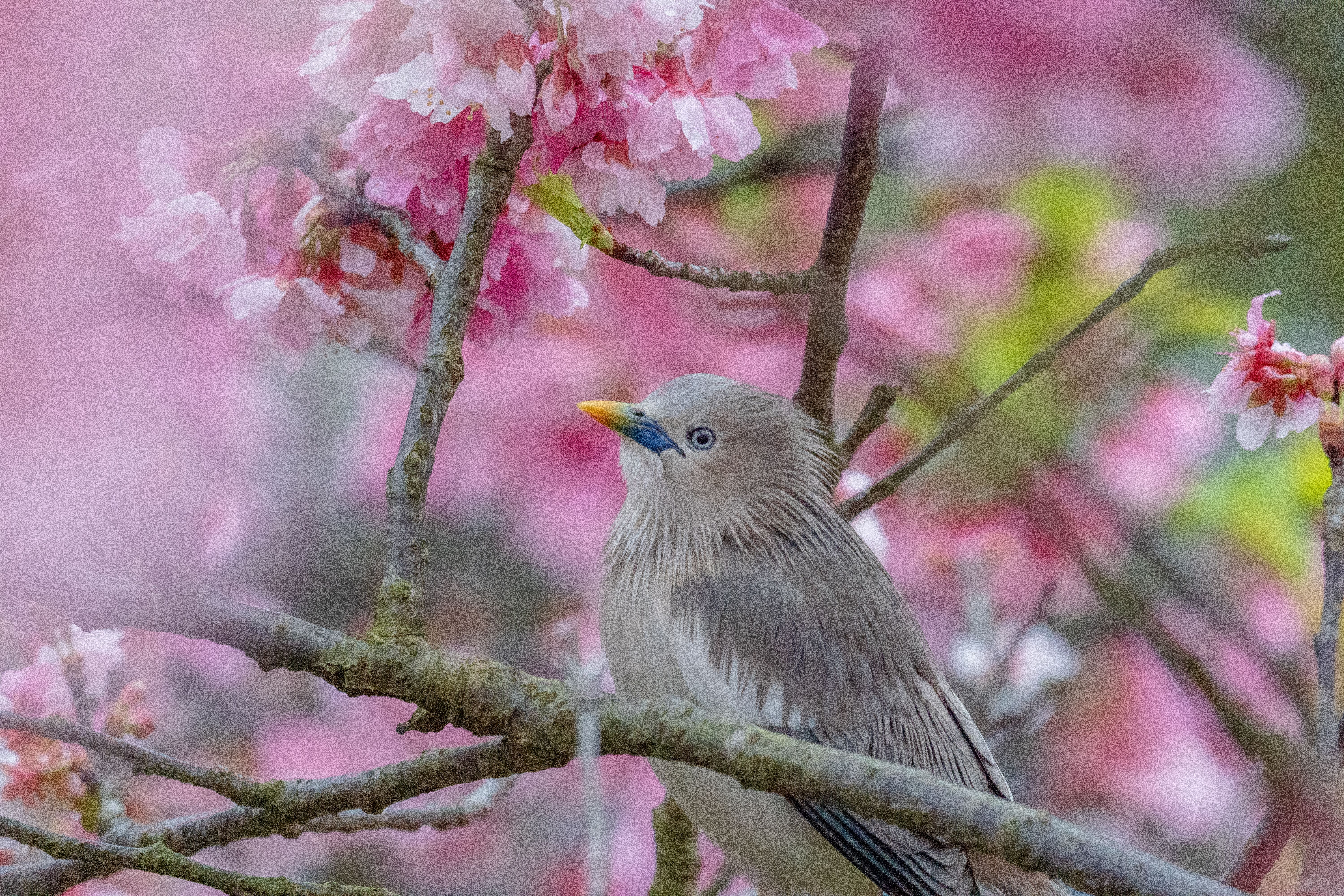 Chestnut-Tailed Starling Bird Between Pink Begonias · Free Stock Photo