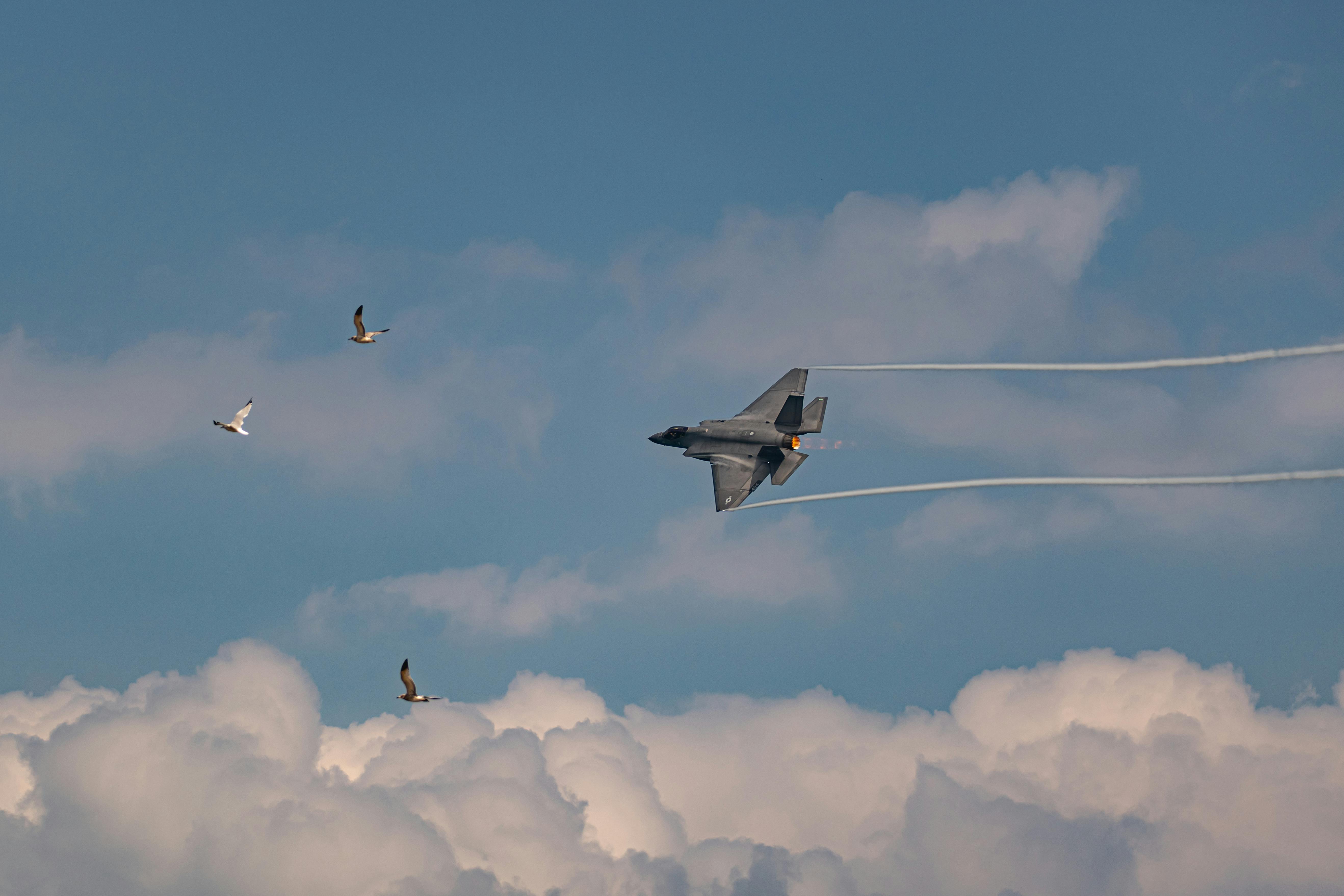 Military Airplane and Birds Flying in Sky · Free Stock Photo