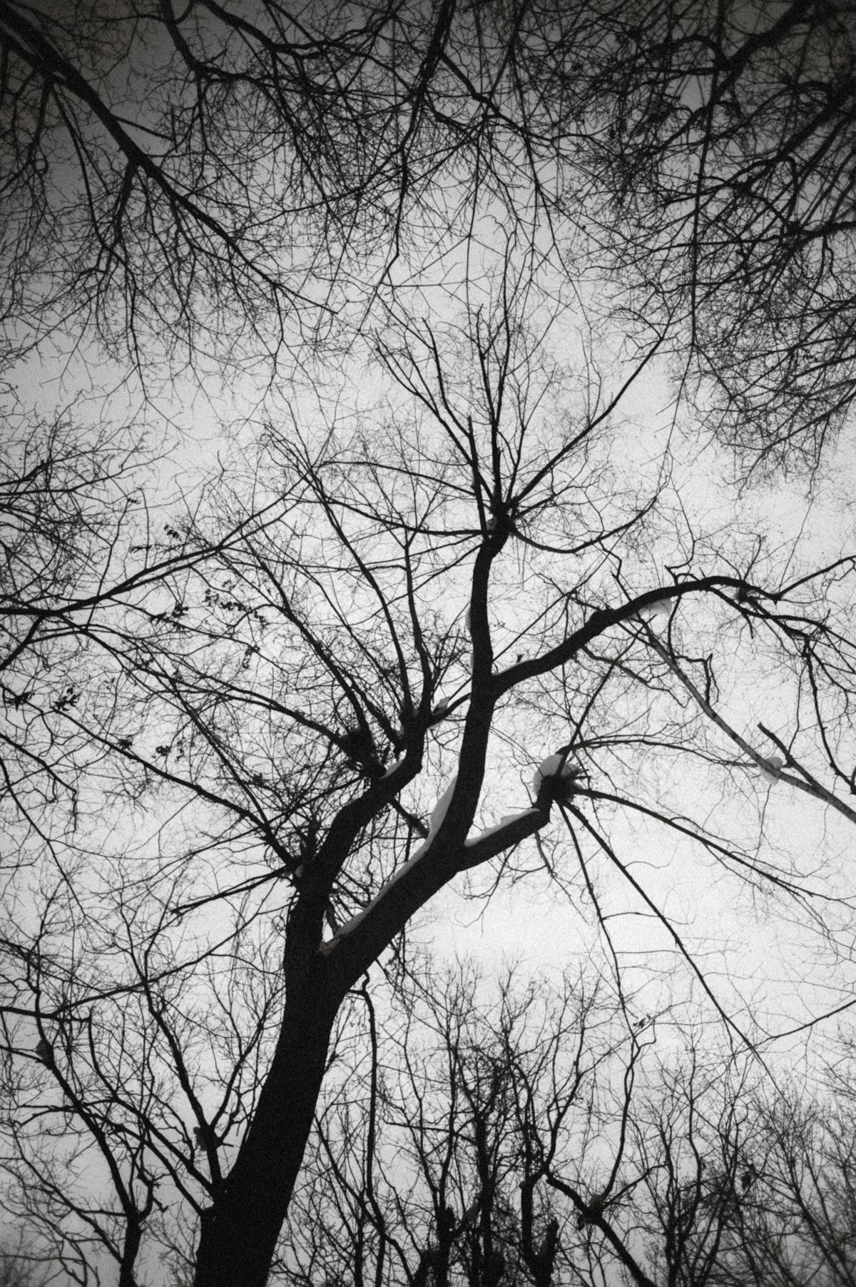 Winter Tree Photos, Download The BEST Free Winter Tree Stock Photos ...