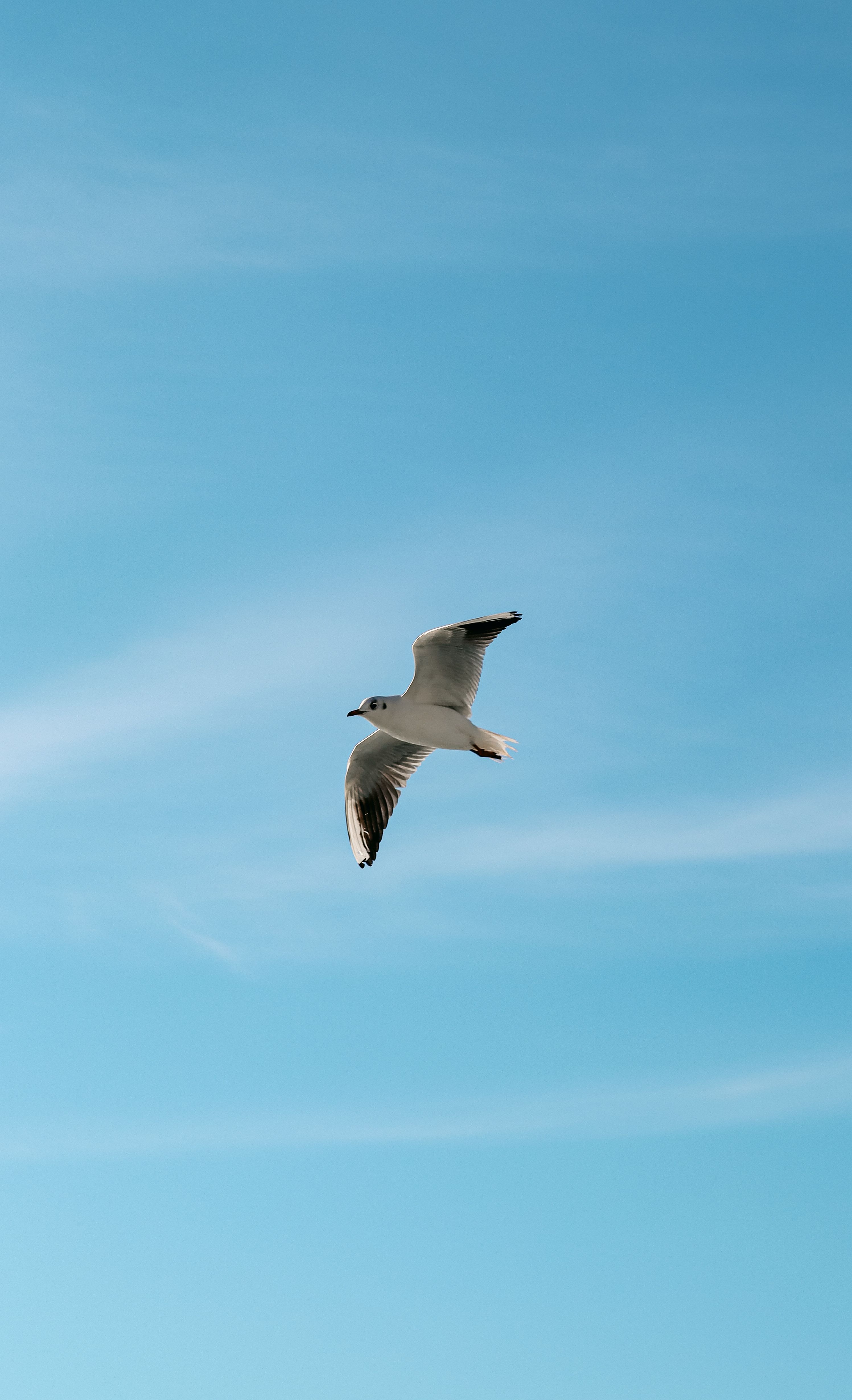 A Bird Flying · Free Stock Photo