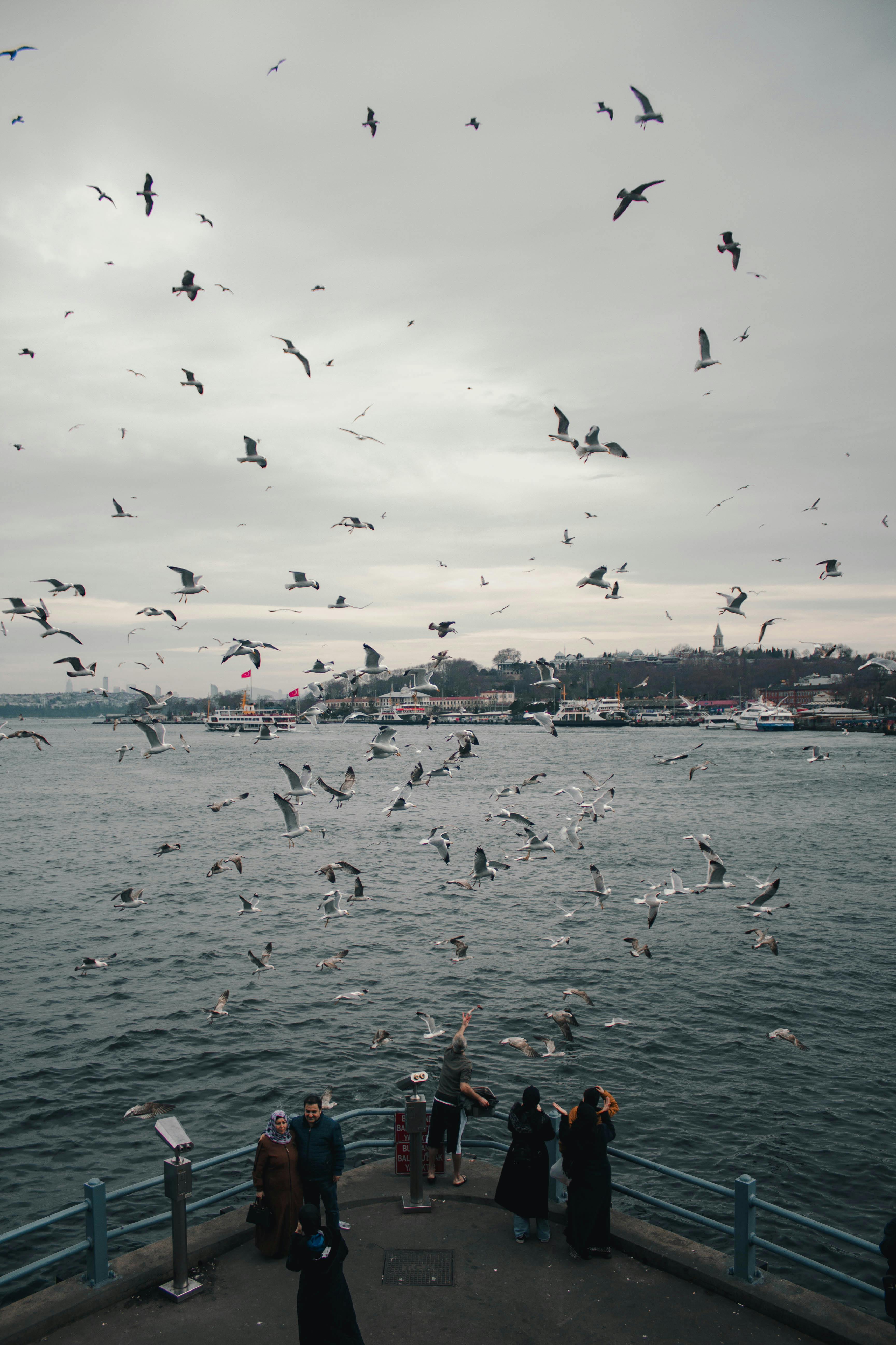 Flock of Seagulls Flying Over the Strait · Free Stock Photo