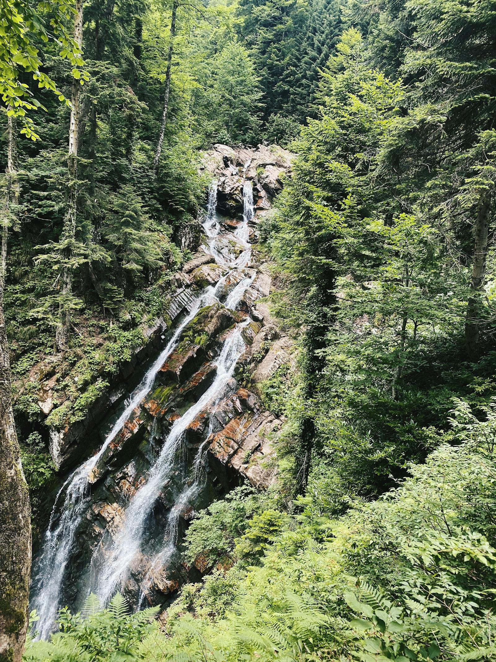 Cliff Forest Photos, Download The BEST Free Cliff Forest Stock Photos ...