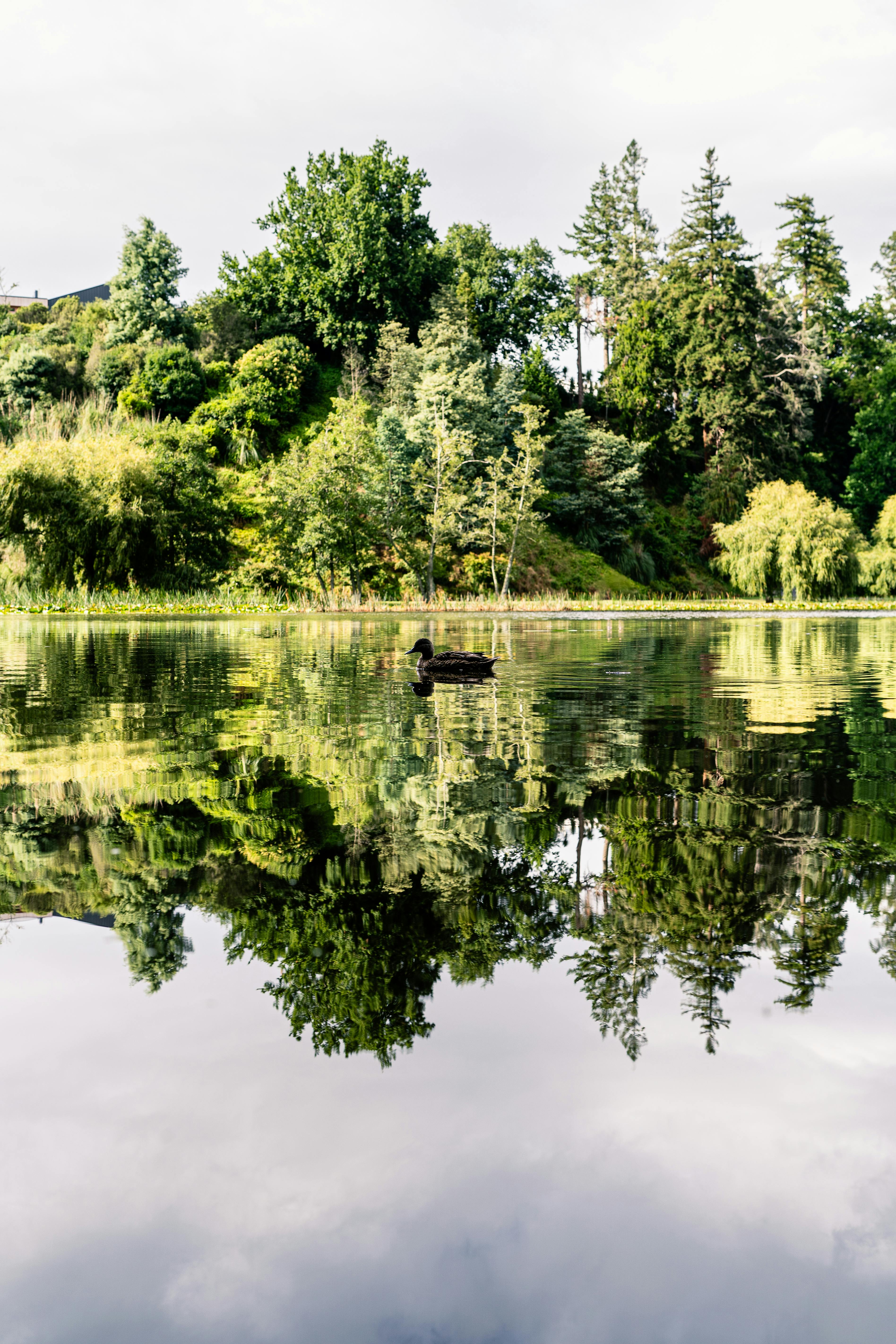 Greenery Plot Photos, Download The BEST Free Greenery Plot Stock Photos ...