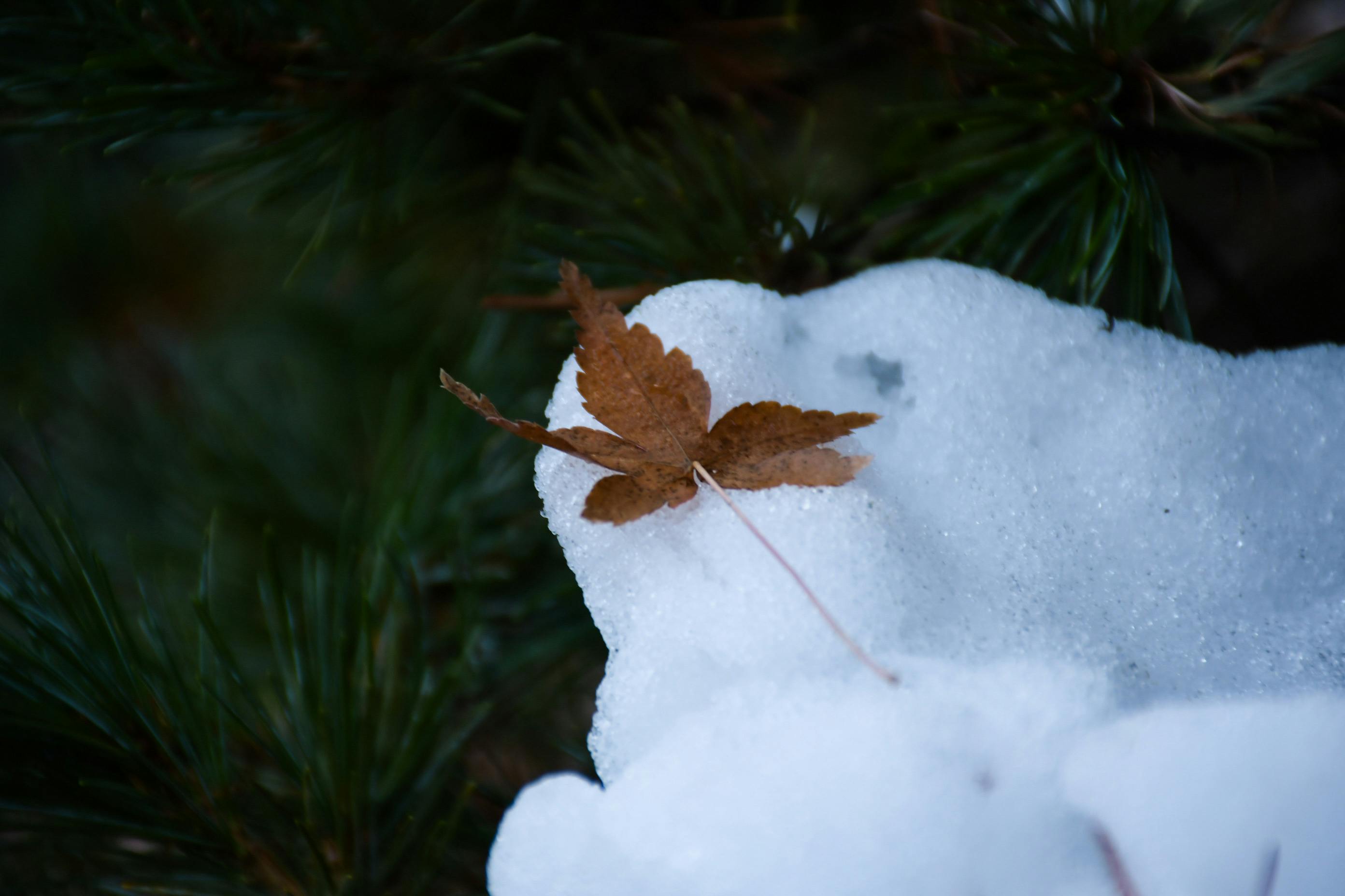 Kento Ikeda - Photography