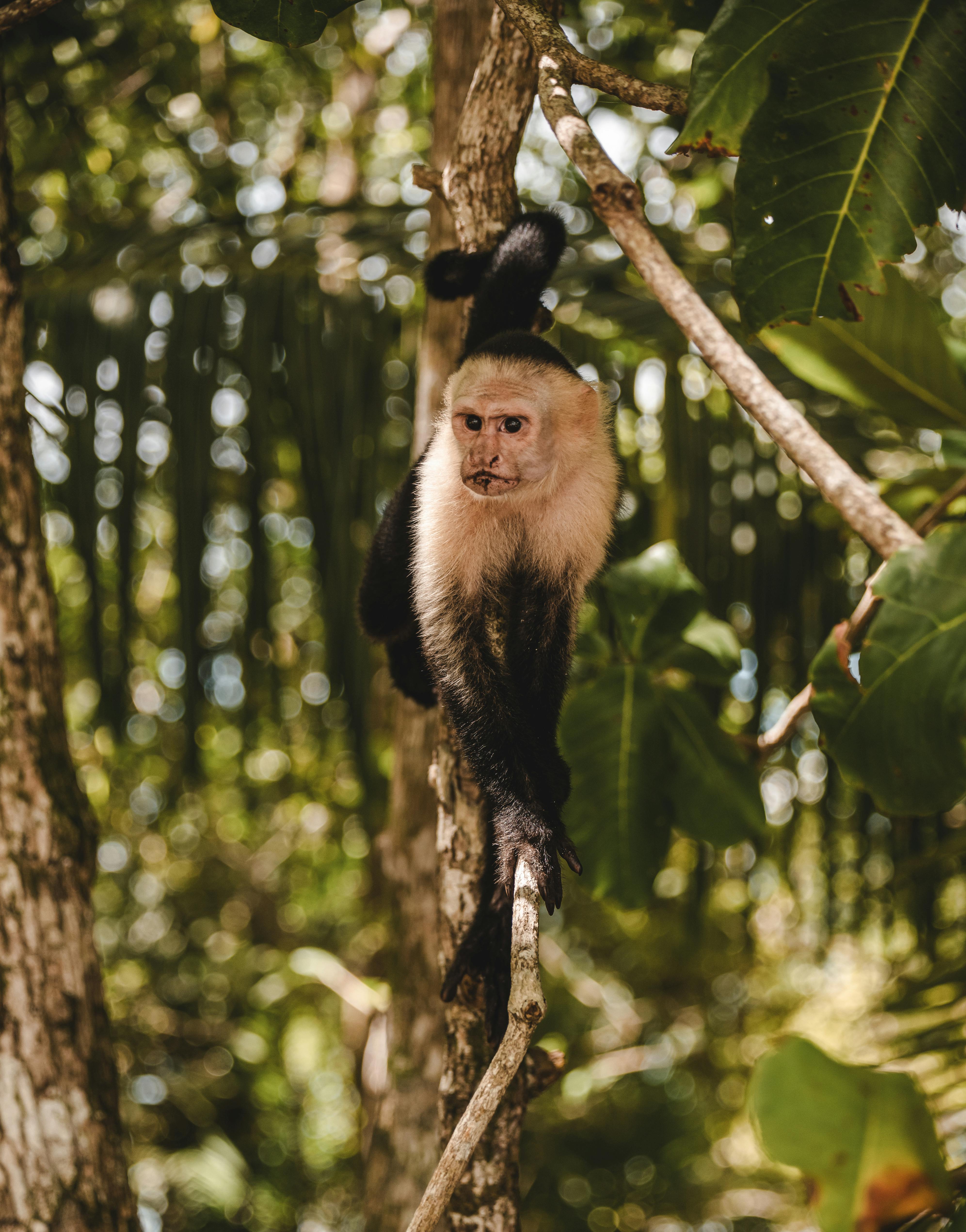 Monkey Lying Down and Sleeping on Tree · Free Stock Photo