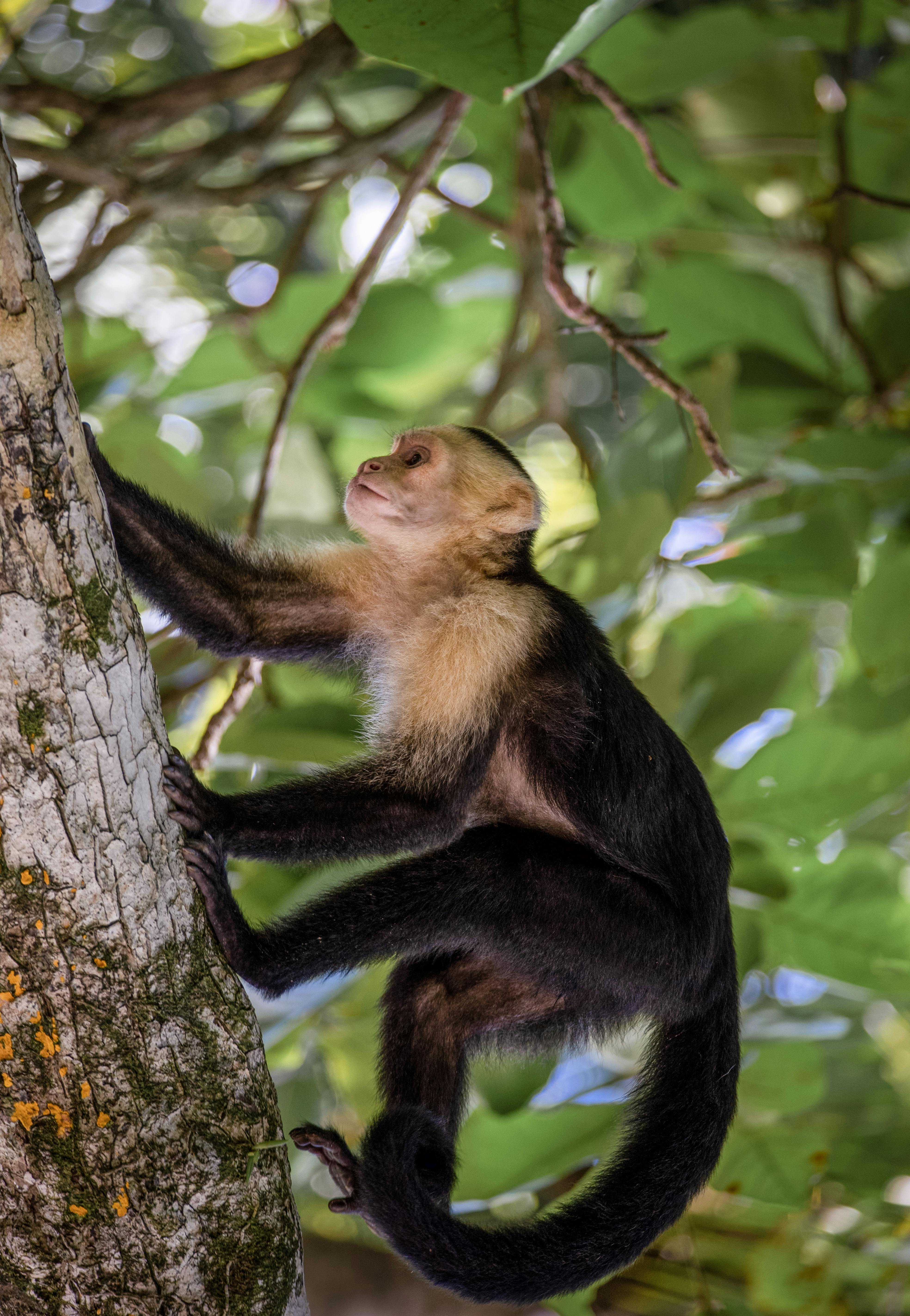 Tufted Capuchin Monkey on Tree · Free Stock Photo