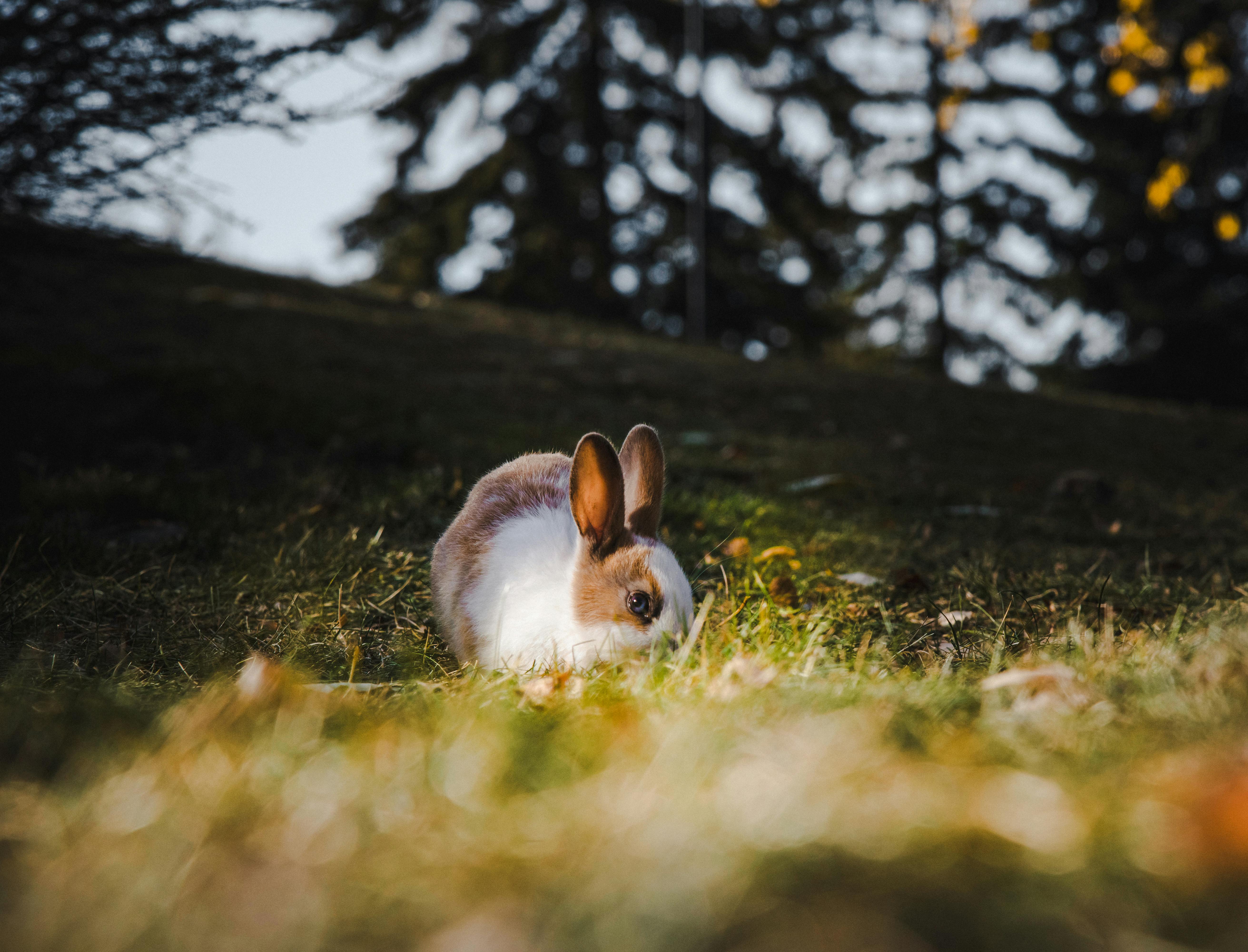 Rabbit in Nature · Free Stock Photo