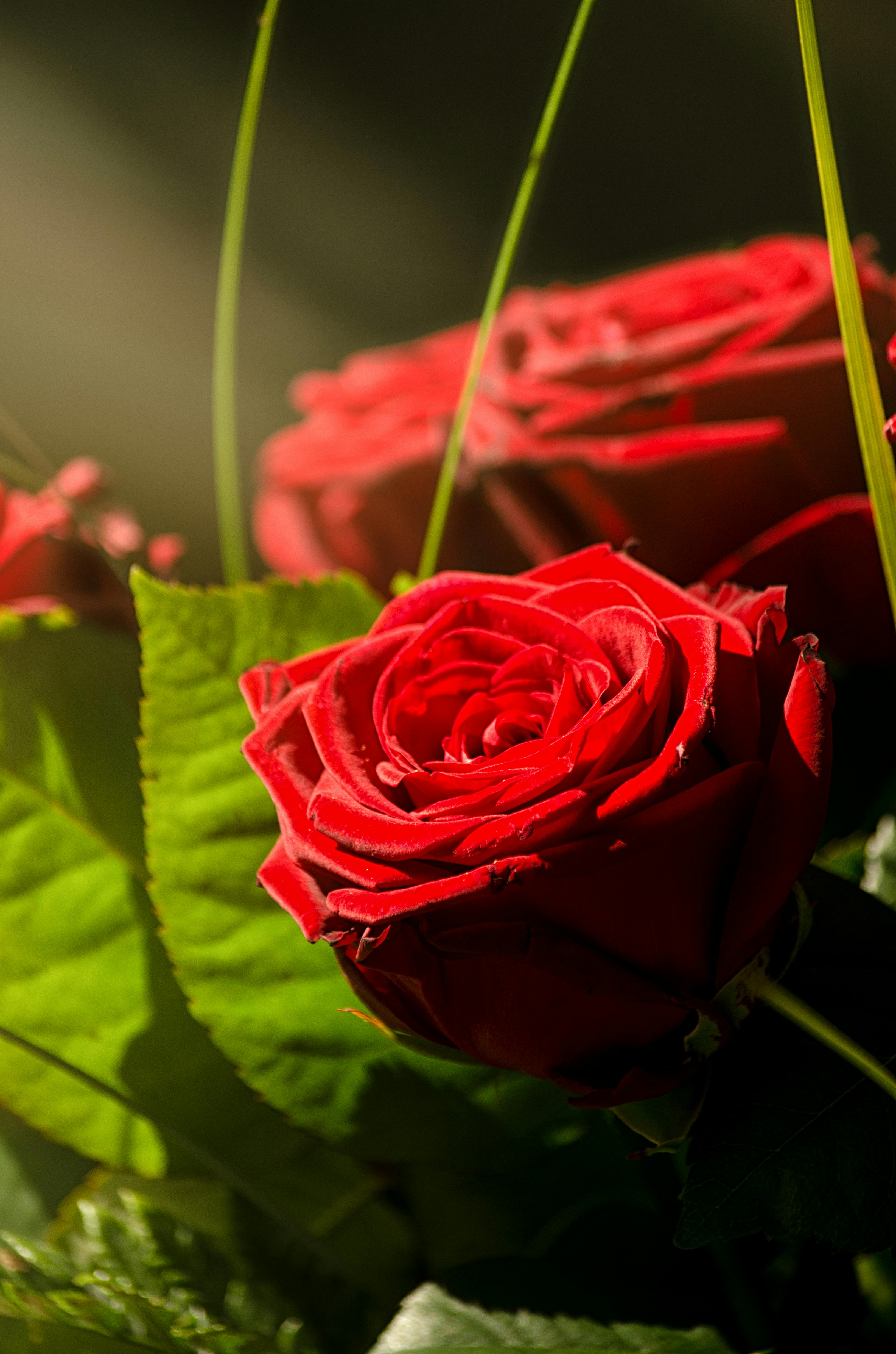 Close-up of a Bouquet of Red Roses · Free Stock Photo