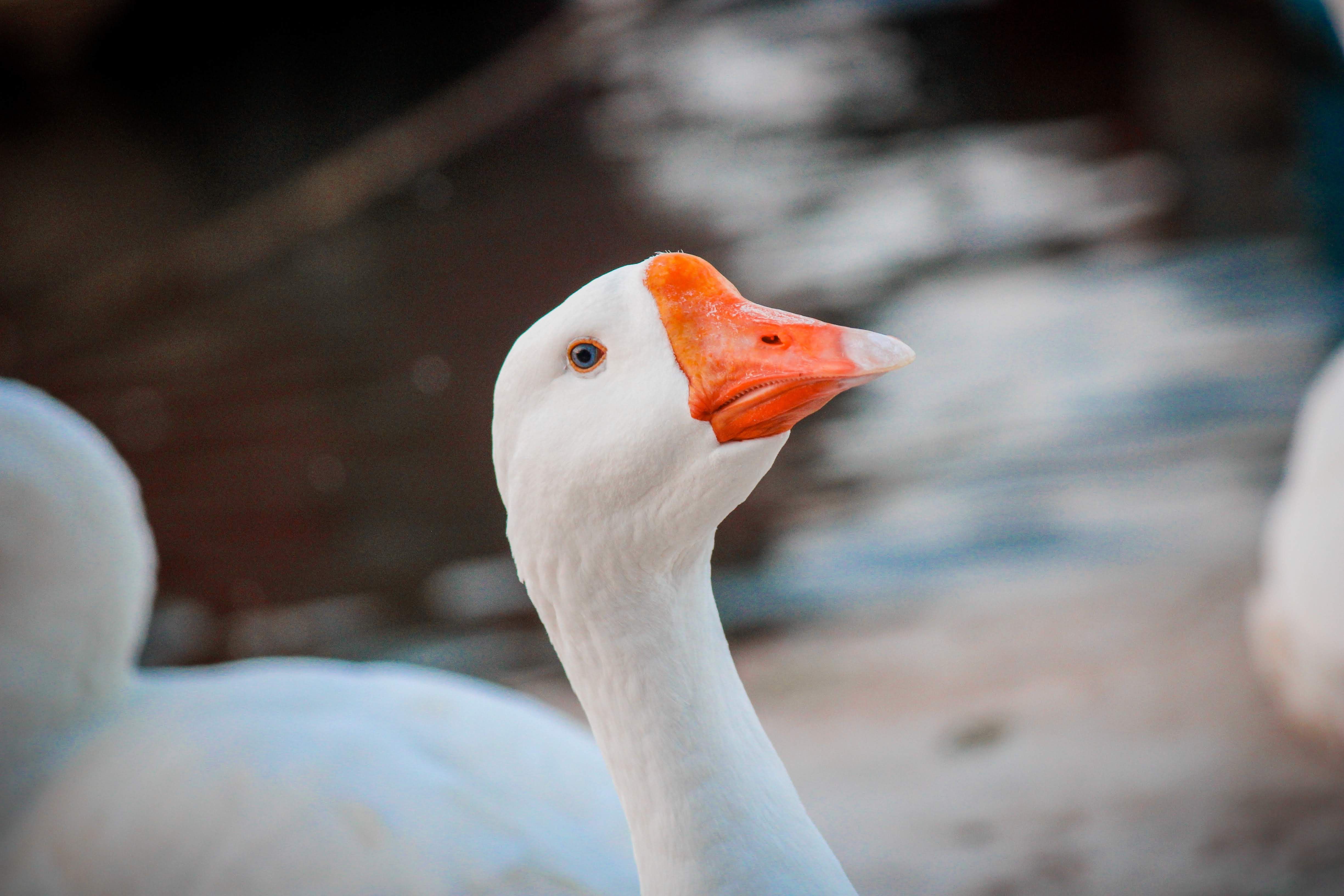 White Domestic Goose Near a Water Closeup Photo · Free Stock Photo