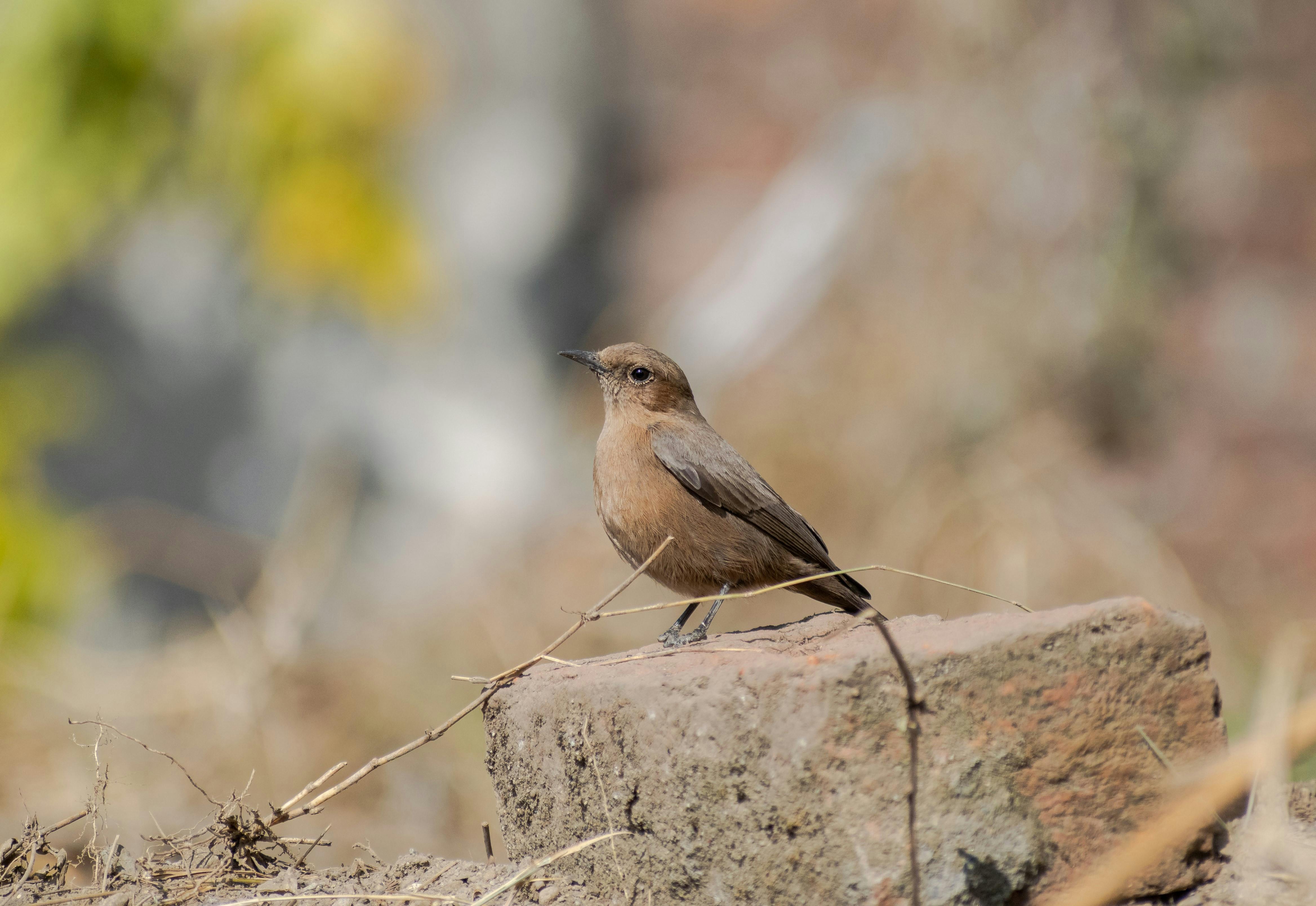 Brown Rock Chat Bird · Free Stock Photo
