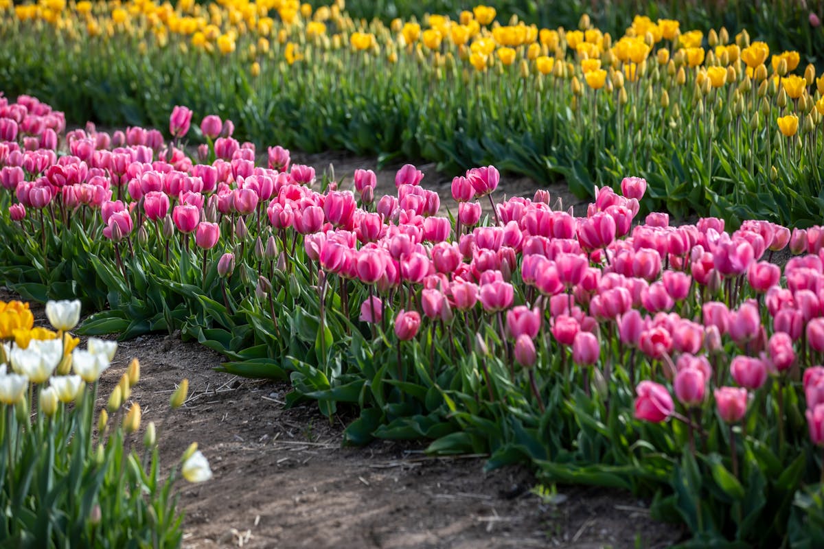 Spring Flower Fields Photos, Download The BEST Free Spring Flower ...